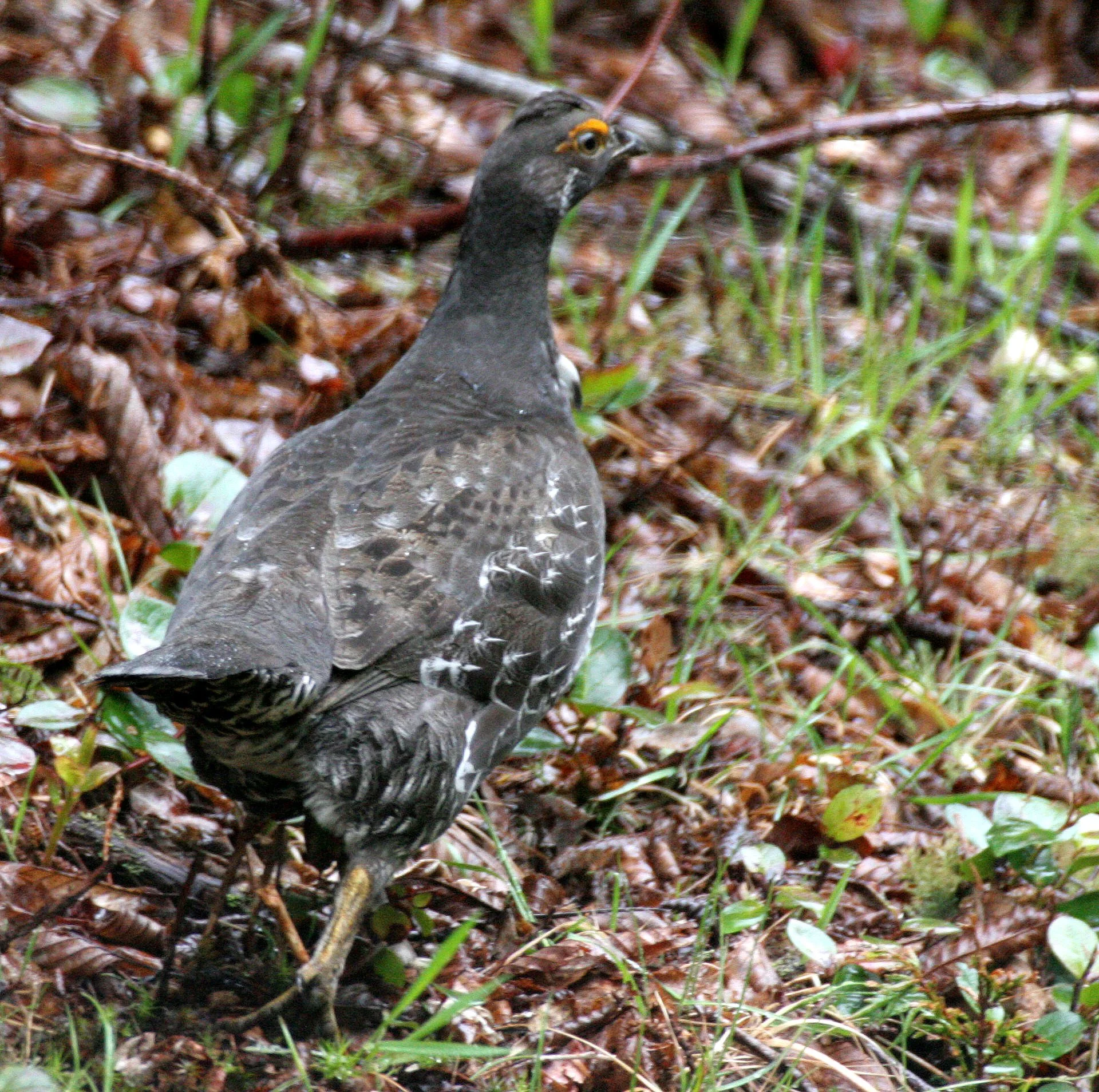 Genus Bonasa Grouse — Coke Smith Wildlife