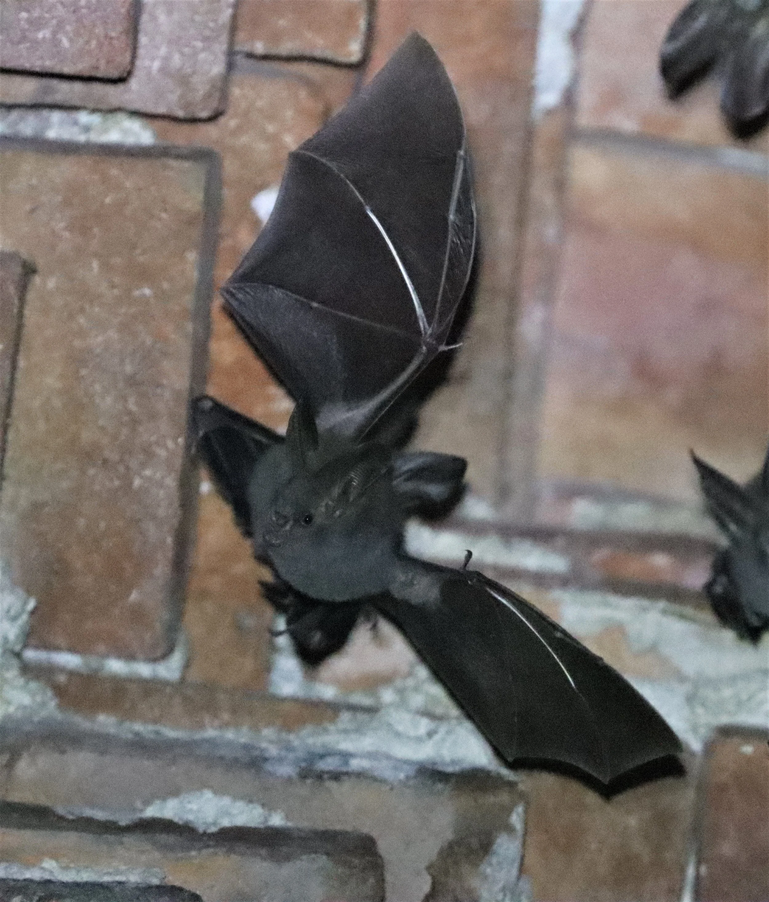 Genus Megaderma - False Vampire Bat — Coke Smith Wildlife