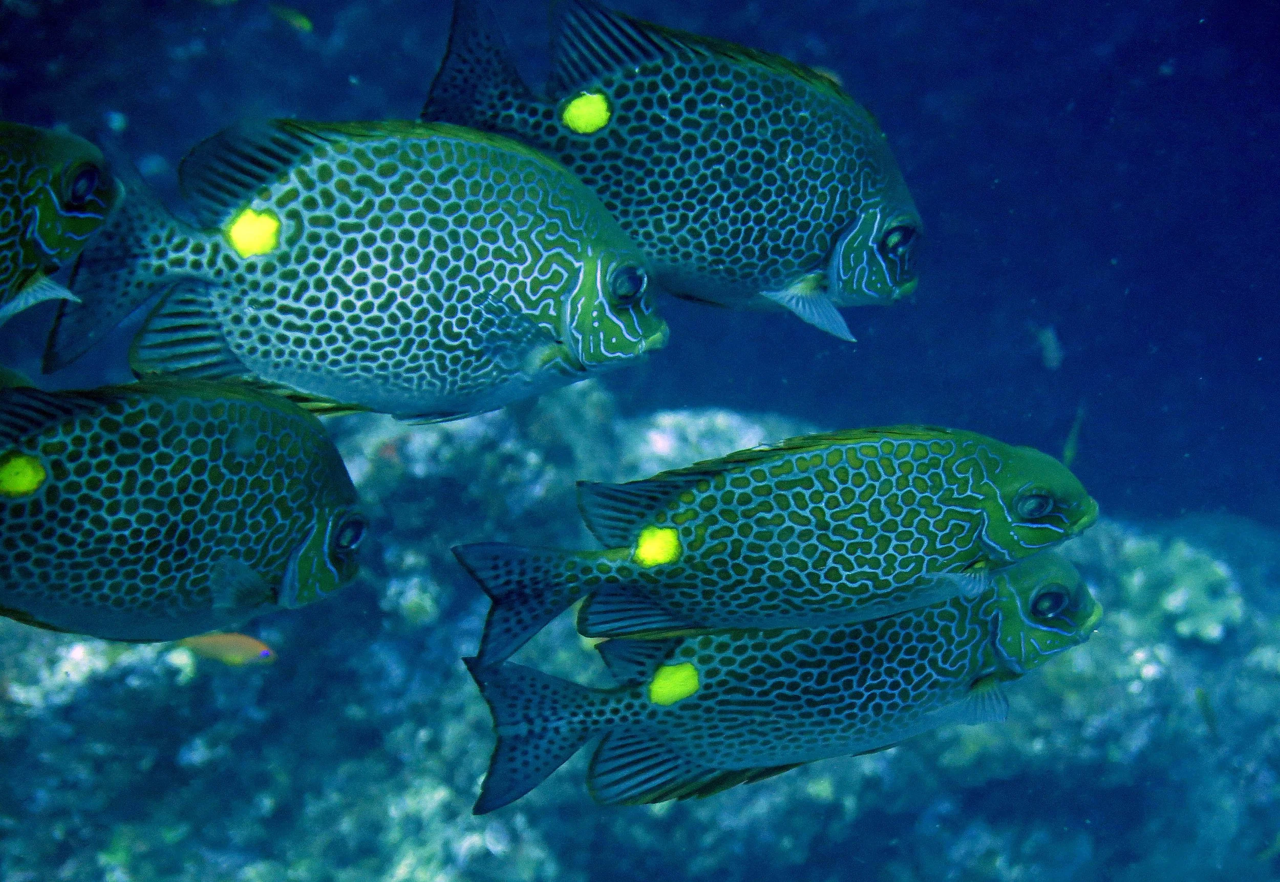 Family Siganidae - Rabbitfish — Coke Smith Wildlife