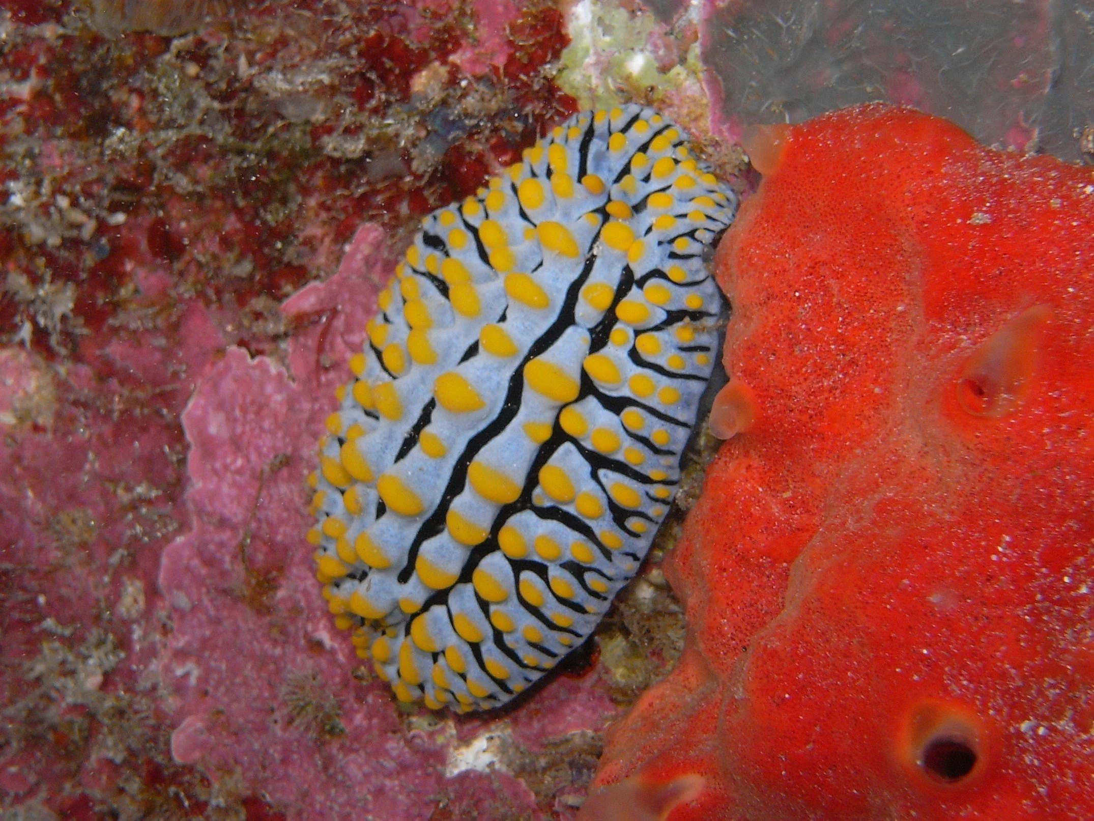 Phylum Mollusca - Clams, Snails, Nudibranchs and so much more! — Coke ...