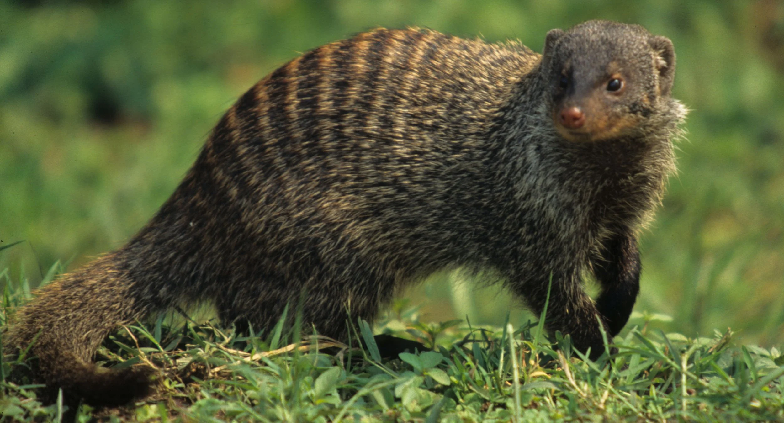 Mungos mungo - Banded Mongoose — Coke Smith Wildlife