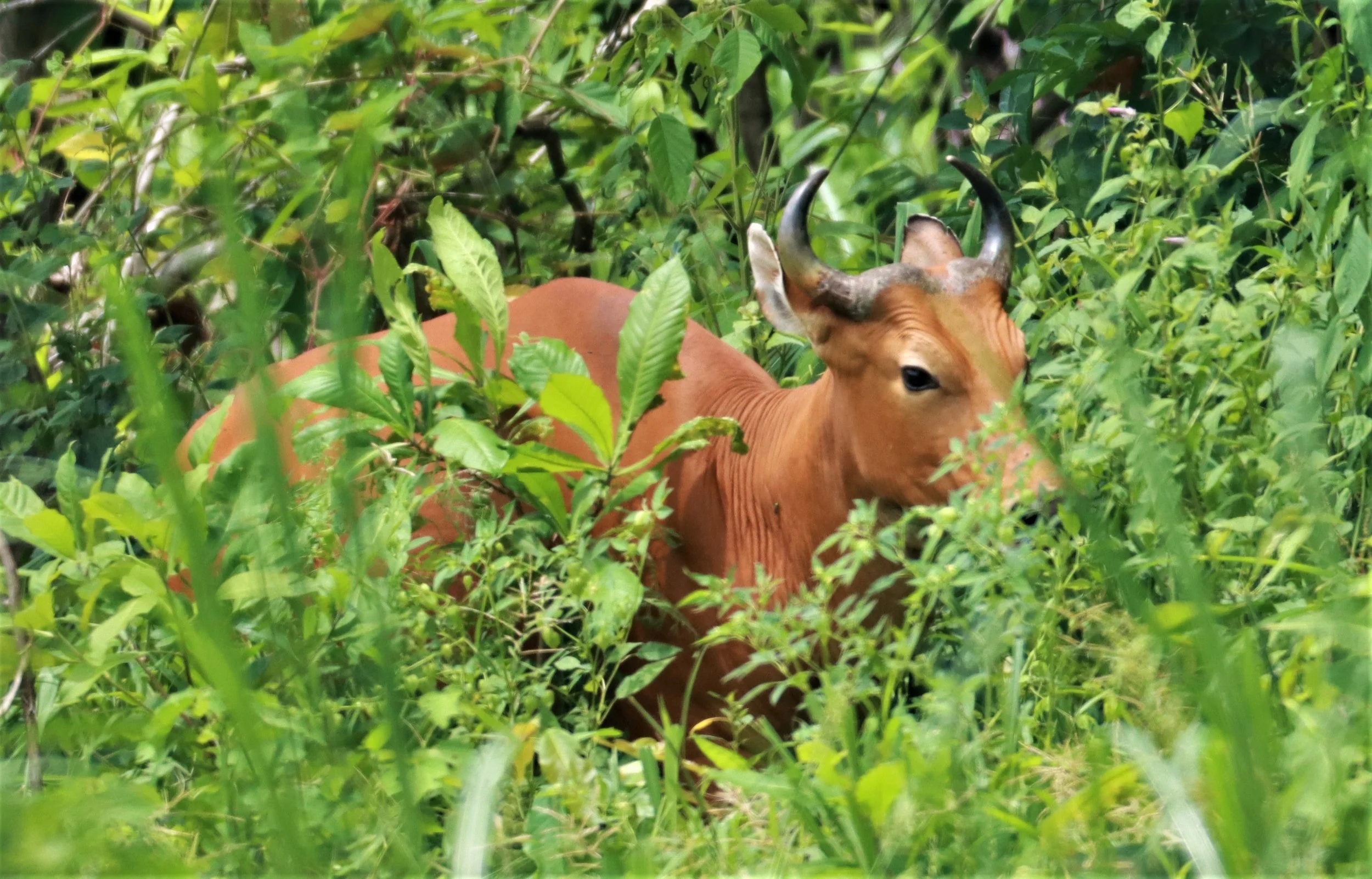 Bos javanicus Banteng — Coke Smith Wildlife