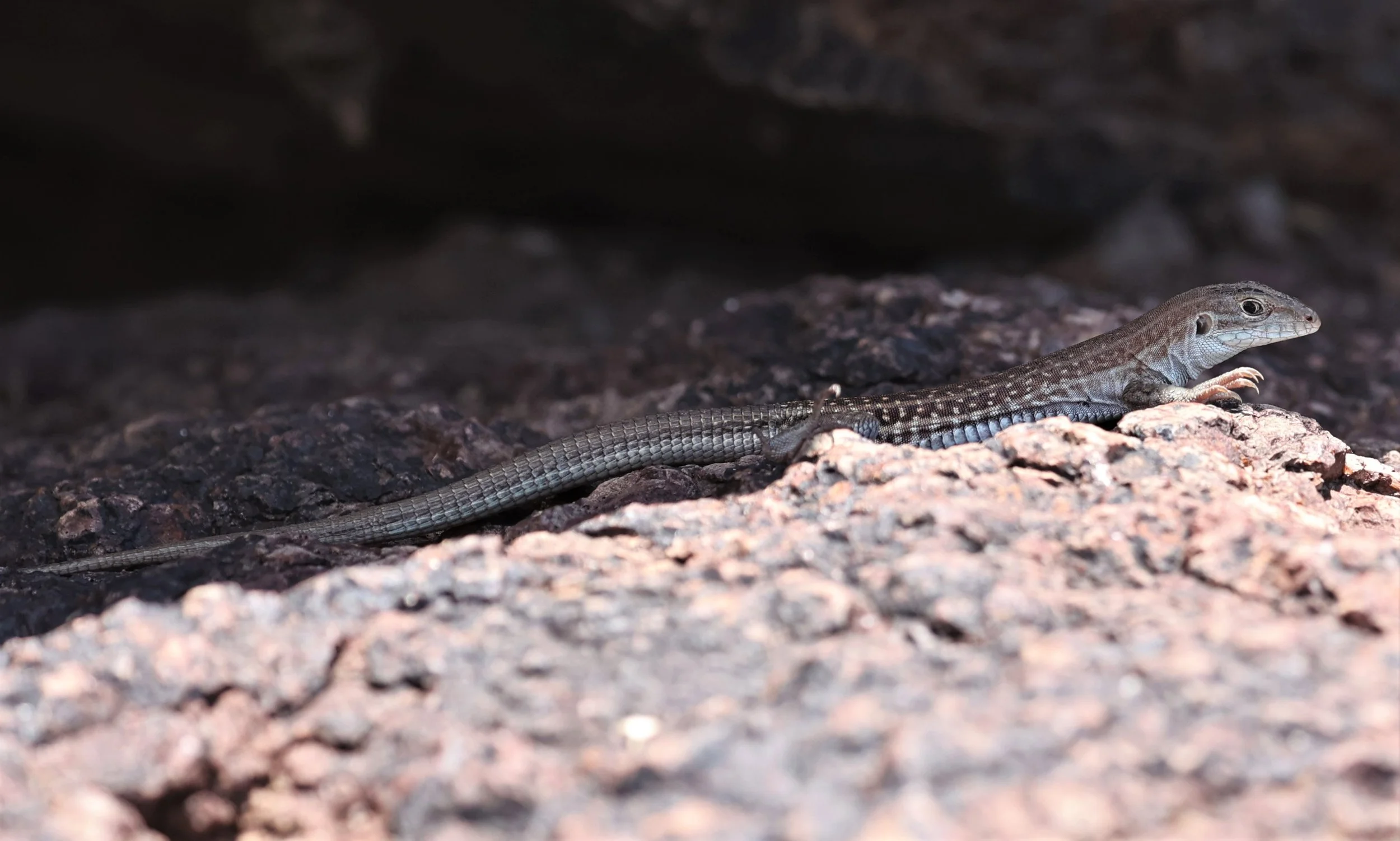 Reptiles & Amphibians Great Squirrel Safari 2022 — Coke Smith Wildlife