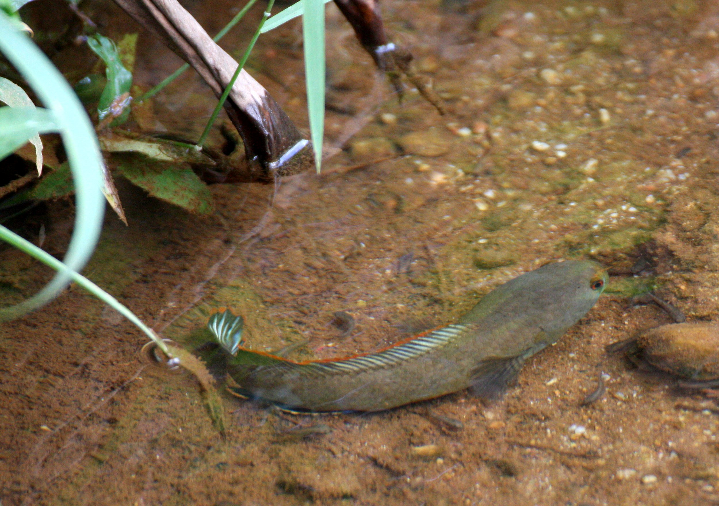 Family Channidae - Snakeheads — Coke Smith Wildlife
