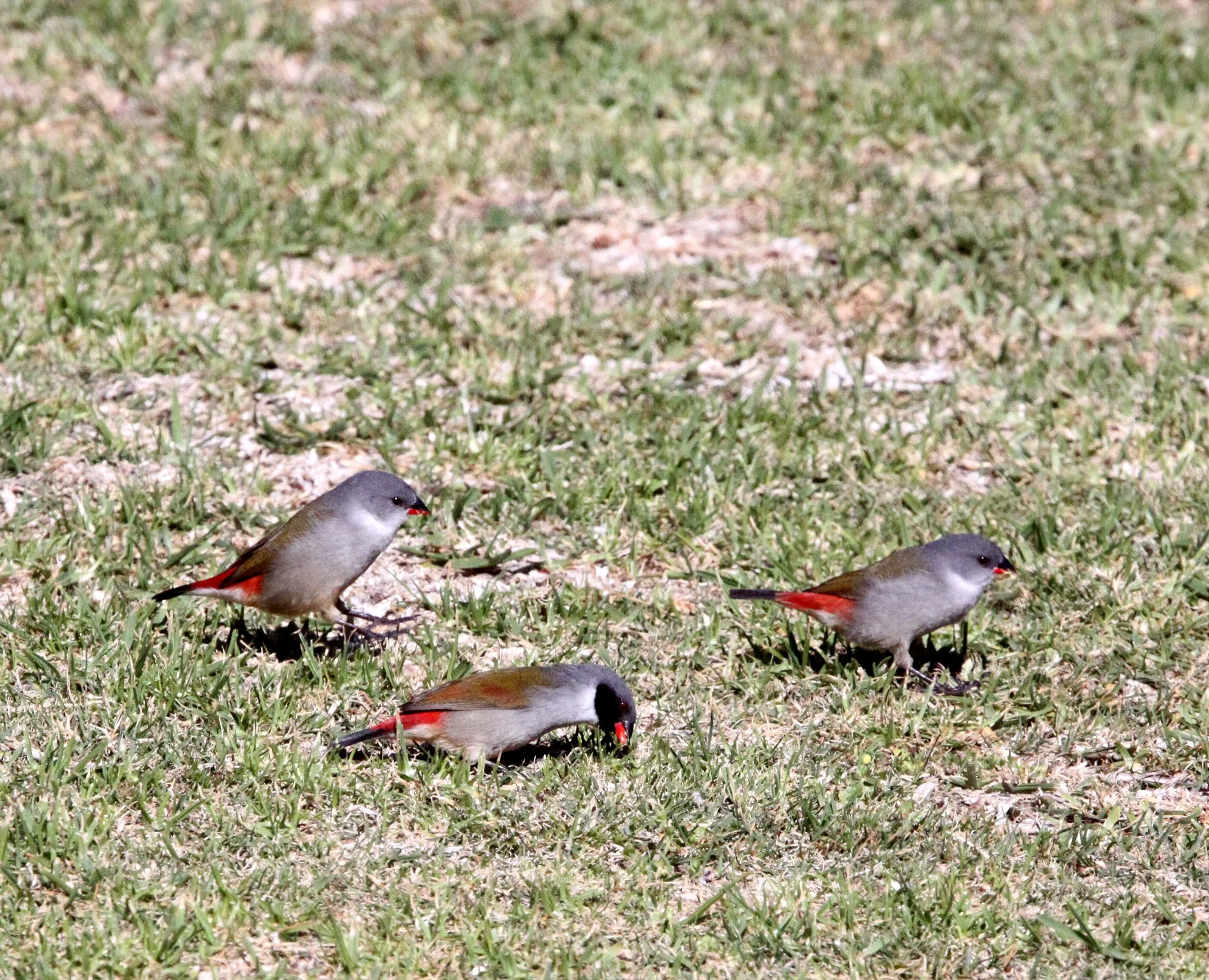 Swee Waxbill (Coccopygia melanotis) Tsitsikamma NP South Africa — Coke ...