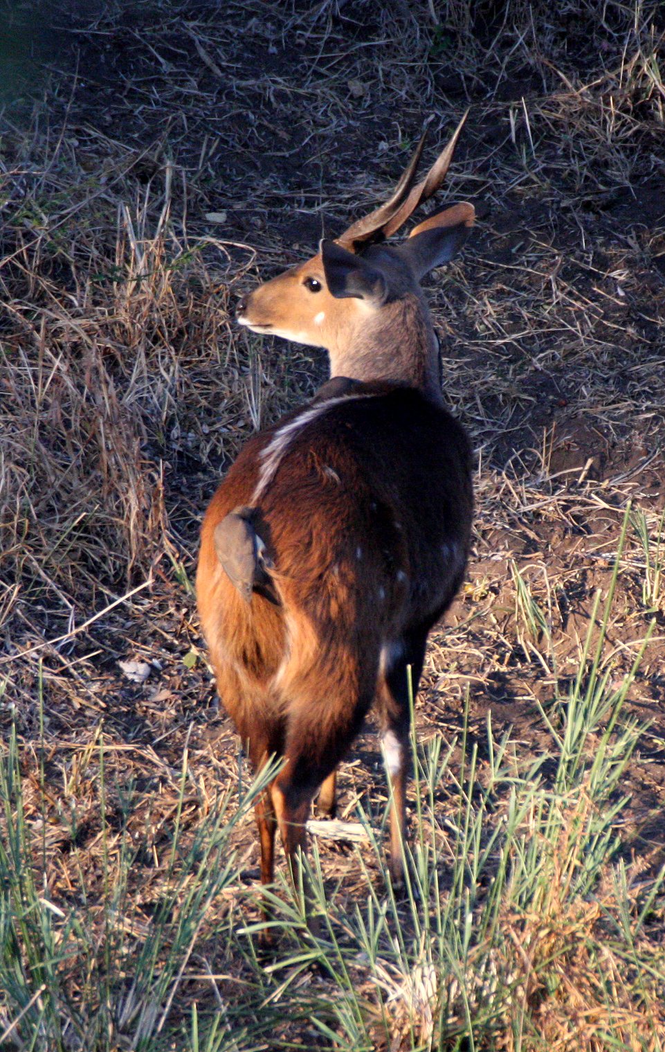 Genus Tragelaphus Bushbuck — Coke Smith Wildlife