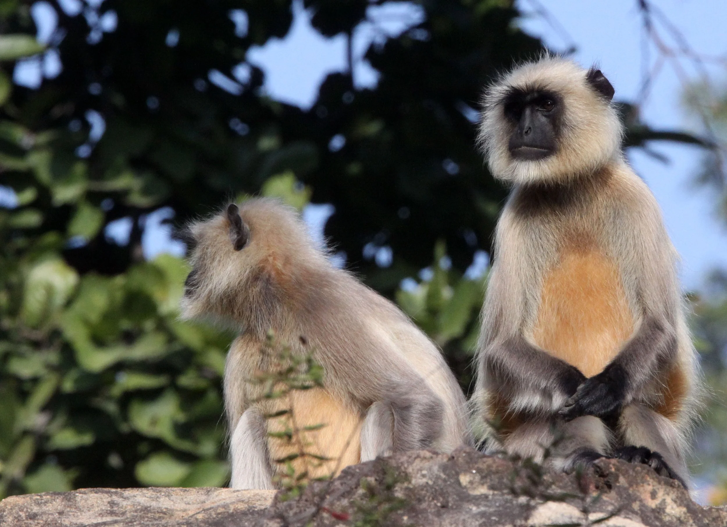 Semnopithecus entellus - Bengal Plains (Hanuman or Sacred) Langur ...