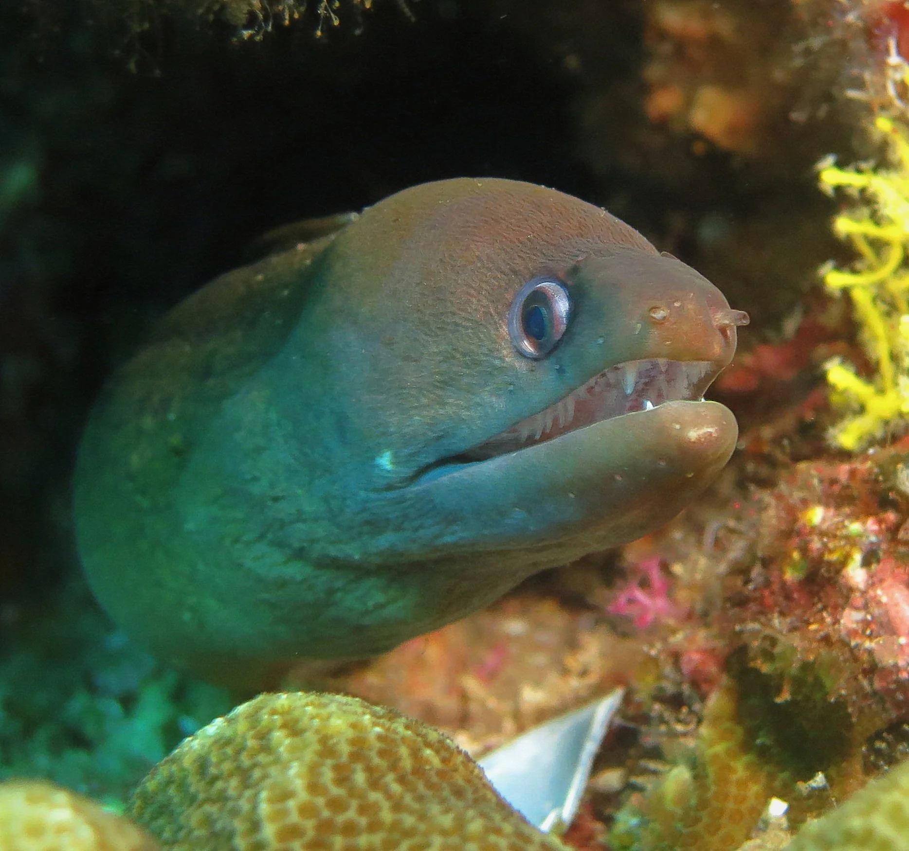 Family Muraenidae - Moray — Coke Smith Wildlife
