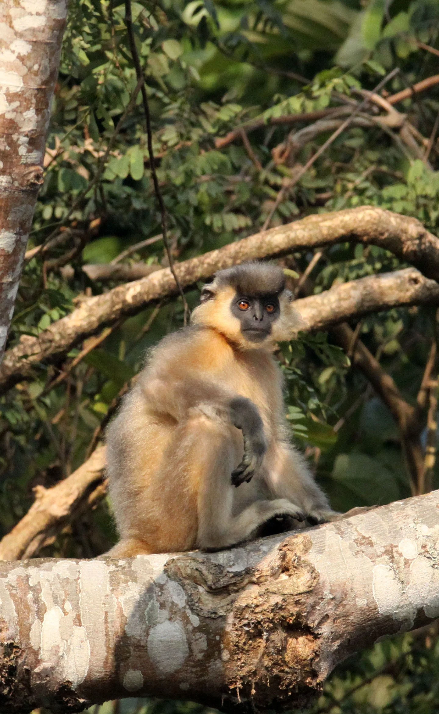 Trachypithecus pileatus tenebricus Tenebrous Capped Langur — Coke Smith ...