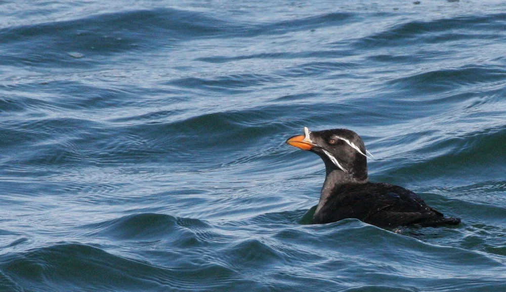 Family Alcidae, Auks, Auklets, Guillemots, Murrelets, Murres, Puffins ...