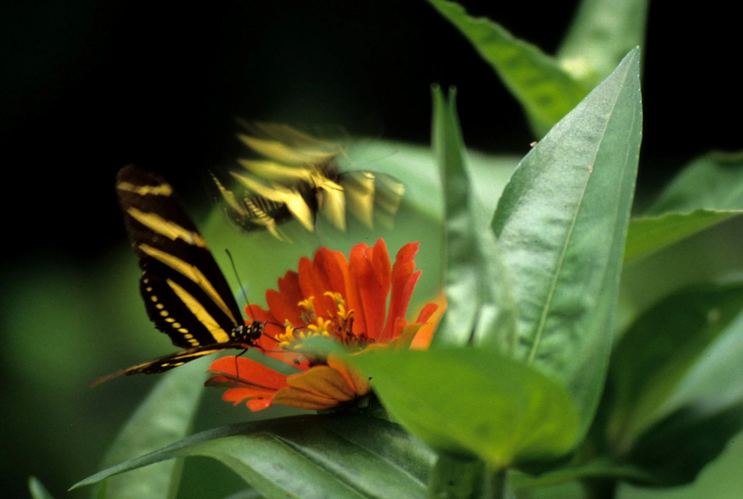 Family Heliconidae (Family Nymphalidae, Subfamily Heliconiinae) — Coke ...
