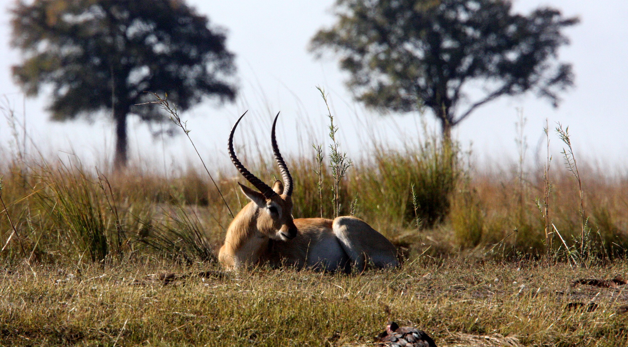 Genus Kobus the Kobs — Coke Smith Wildlife