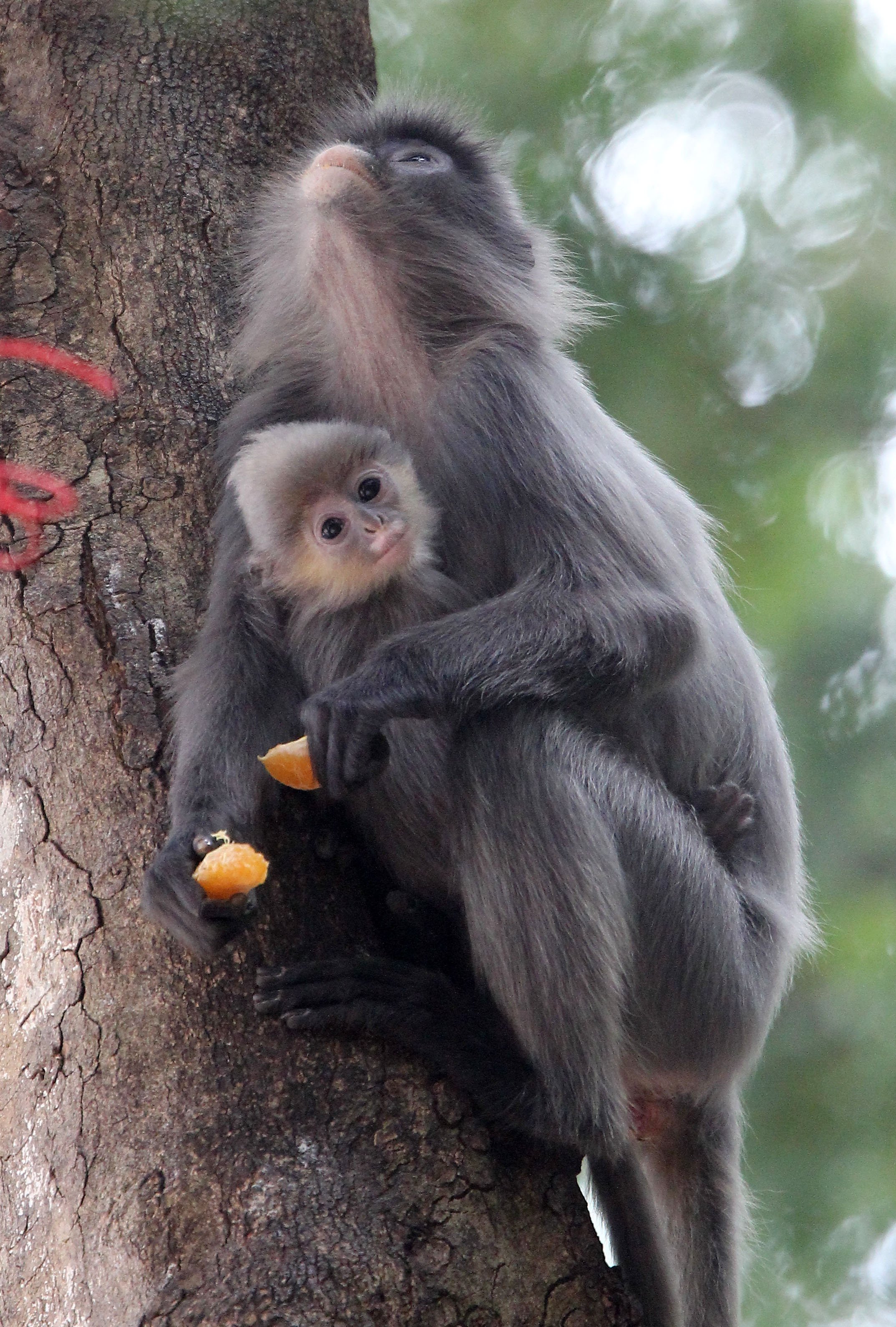 Trachypithecus crepusculus Indochinese Gray Langur — Coke Smith Wildlife