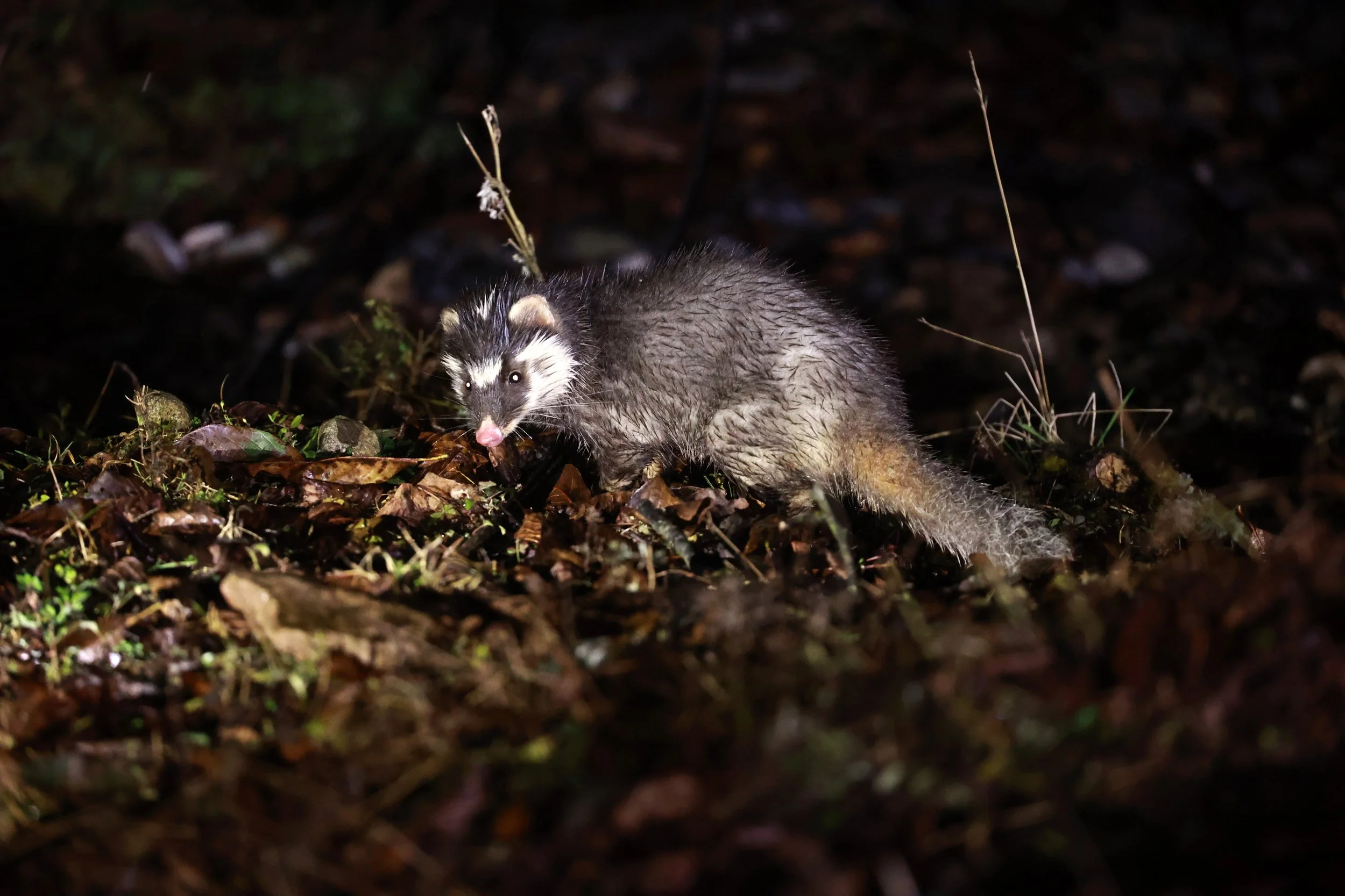 Chinese (Small-toothed) Ferret-badger (Melogale moschata) Labahe Nature ...