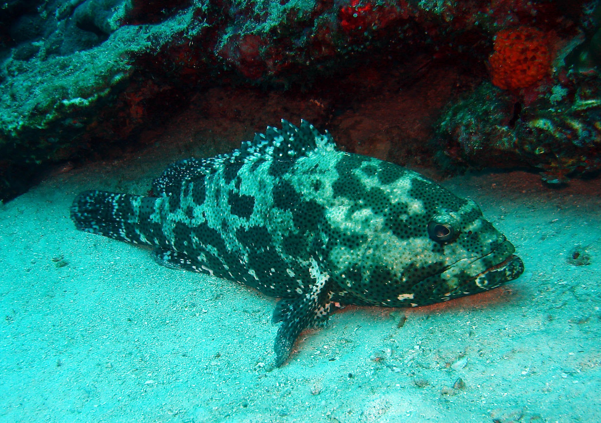 Family Serranidae - Groupers — Coke Smith Wildlife