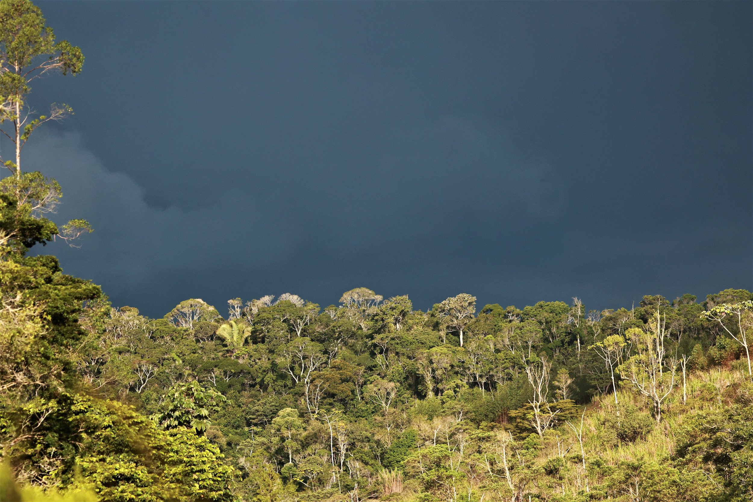 Expedition to the Atlantic Rainforest of Brazil — Coke Smith Wildlife