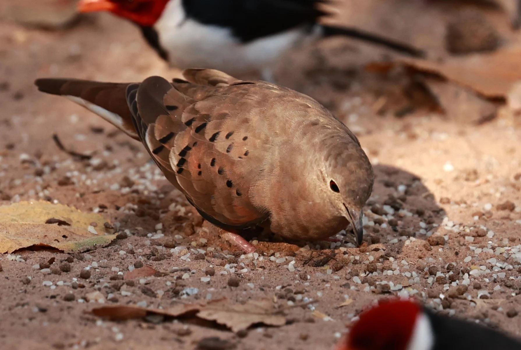Genus Columbina Ground Doves — Coke Smith Wildlife