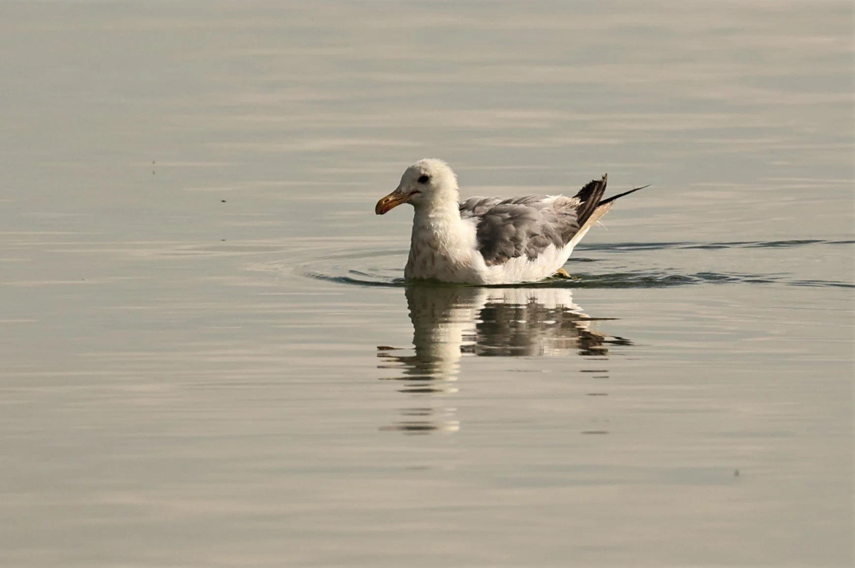 California gull (Larus californicus) Mono Lake and West Coast — Coke ...