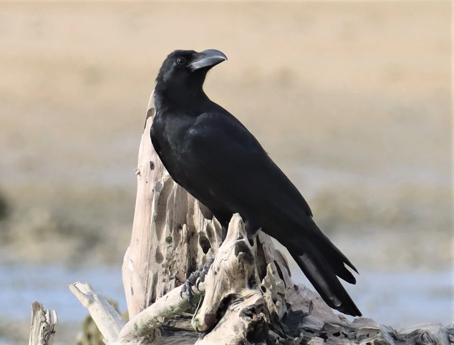 Large-billed Crow (Corvus macrorhynchos) Thailand, China, Japan — Coke ...