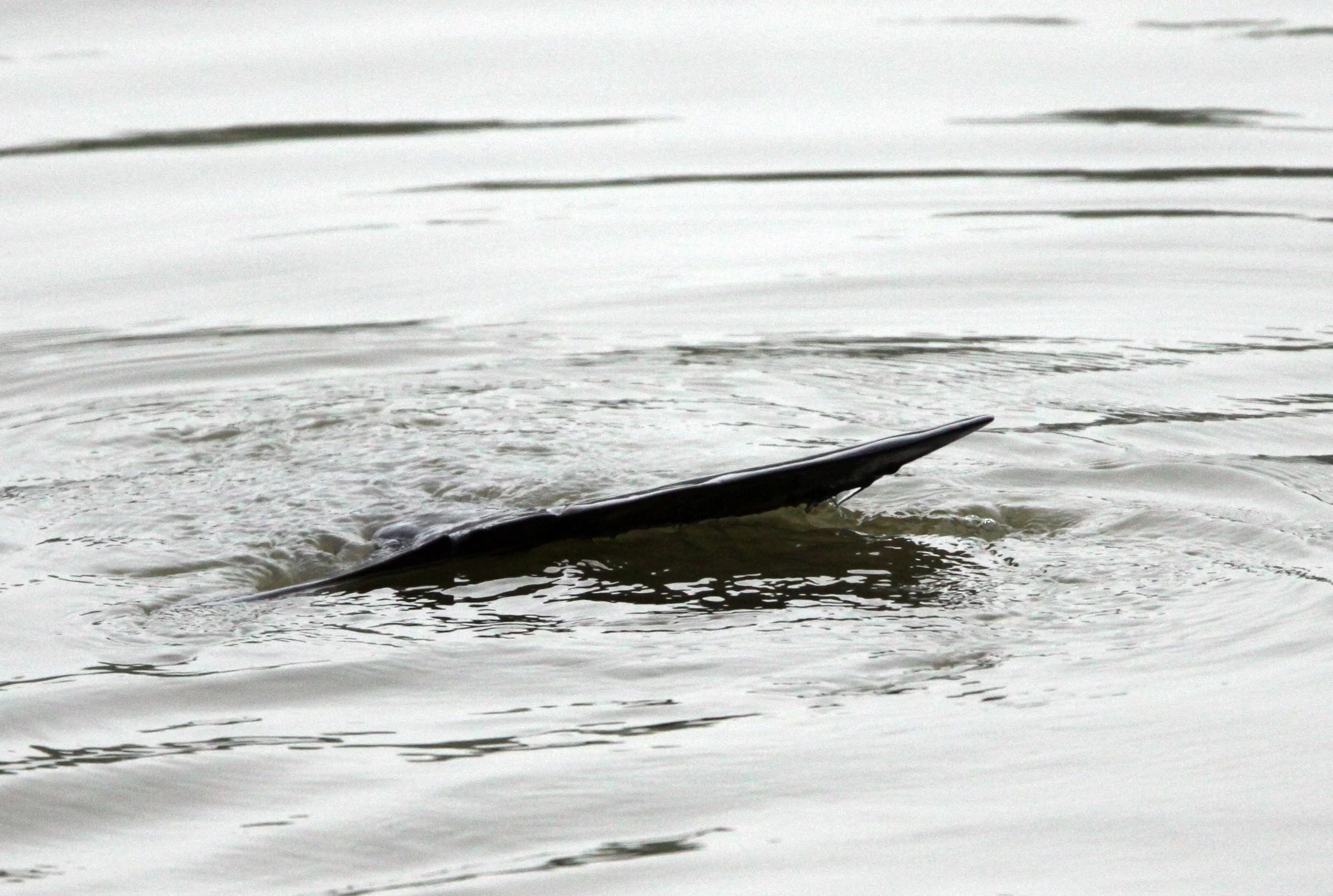 Neophocaena asiaeorientalis asiaeorientalis - YANGTZE RIVER FINLESS ...