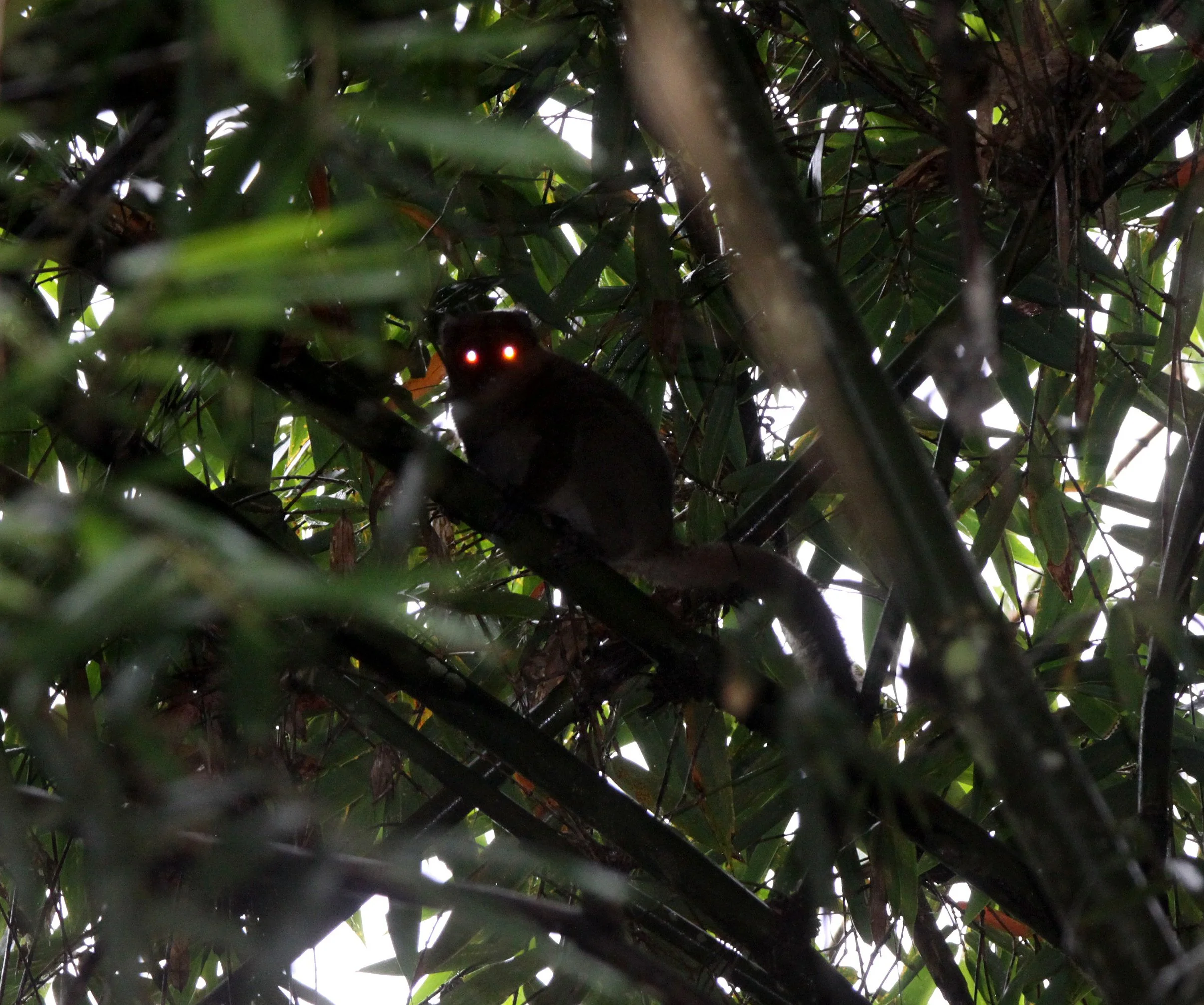 Prolemur simus Greater Bamboo Lemur — Coke Smith Wildlife