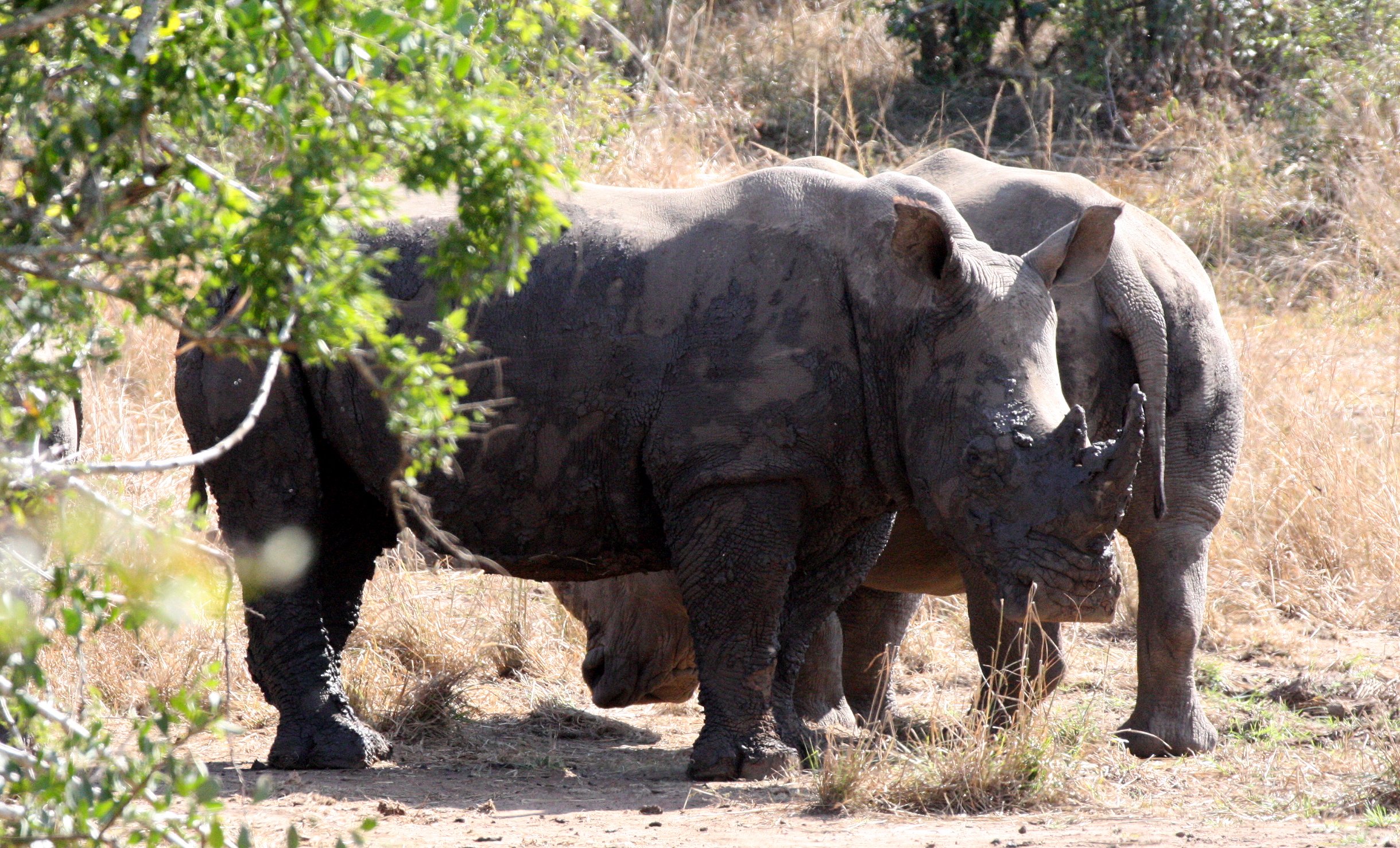 Family Rhinocerotidae - Rhinos — Coke Smith Wildlife