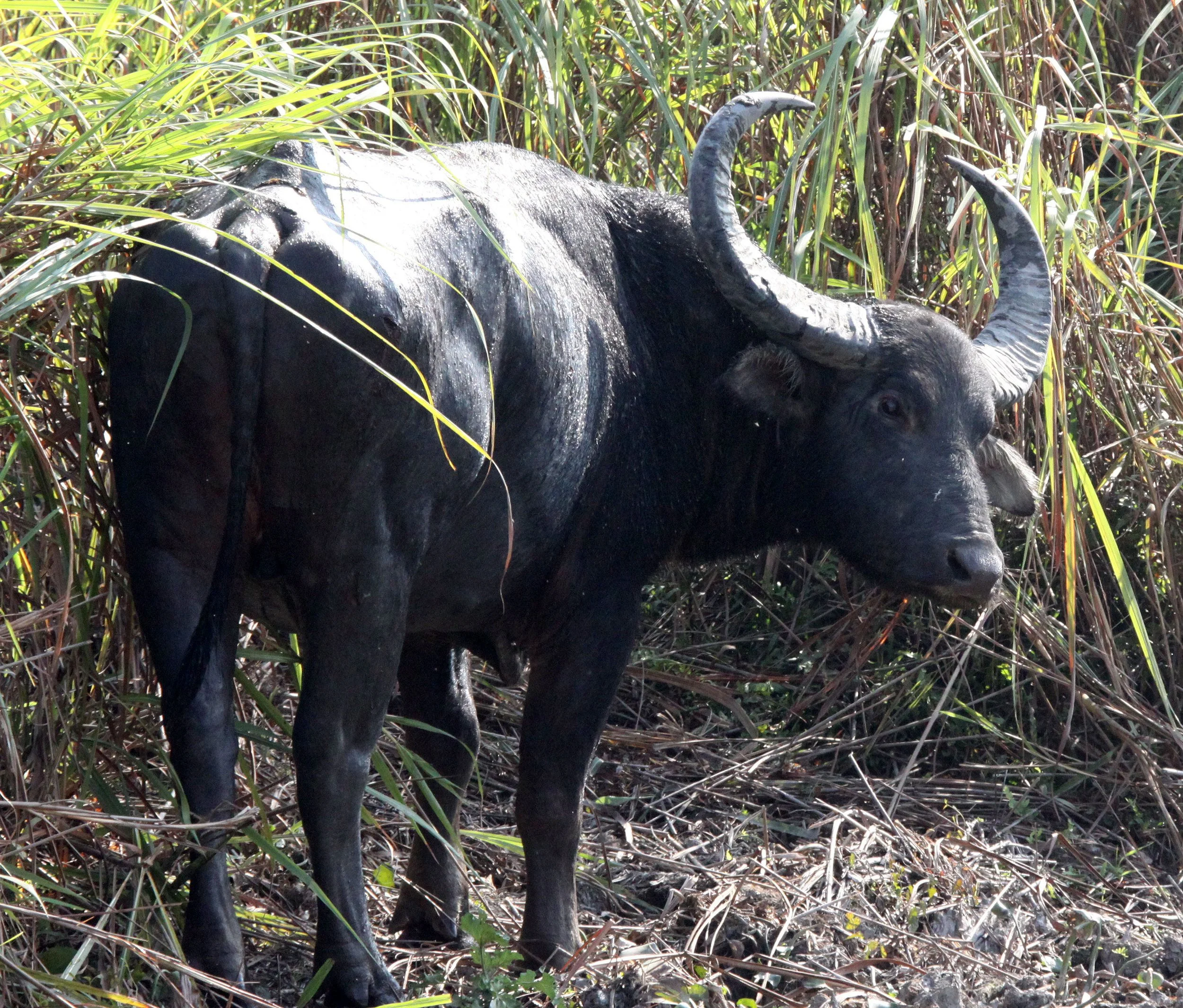 Genus Bubalus Water Buffalo — Coke Smith Wildlife