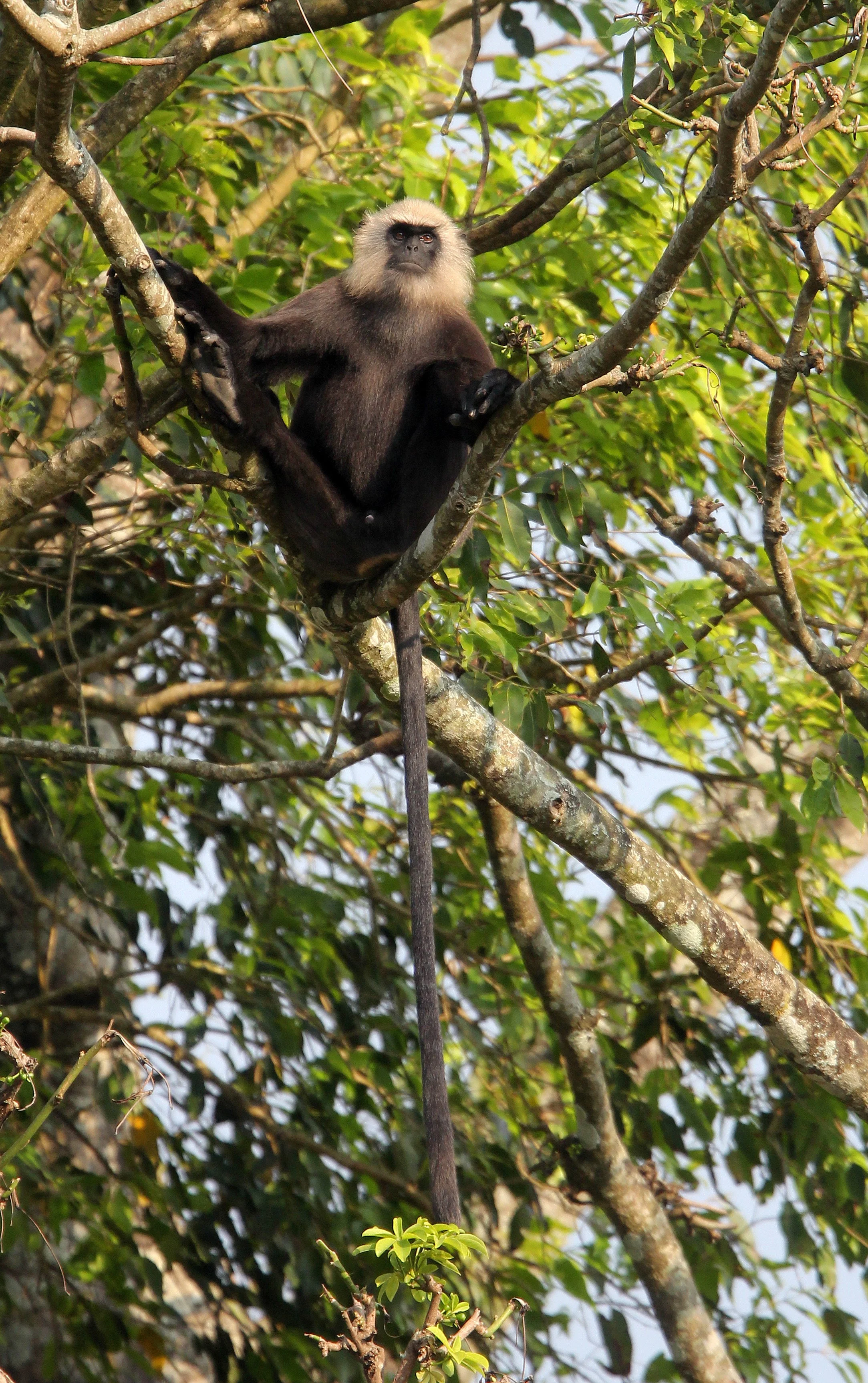 Semnopithecus johnii Nilgiri Langur — Coke Smith Wildlife