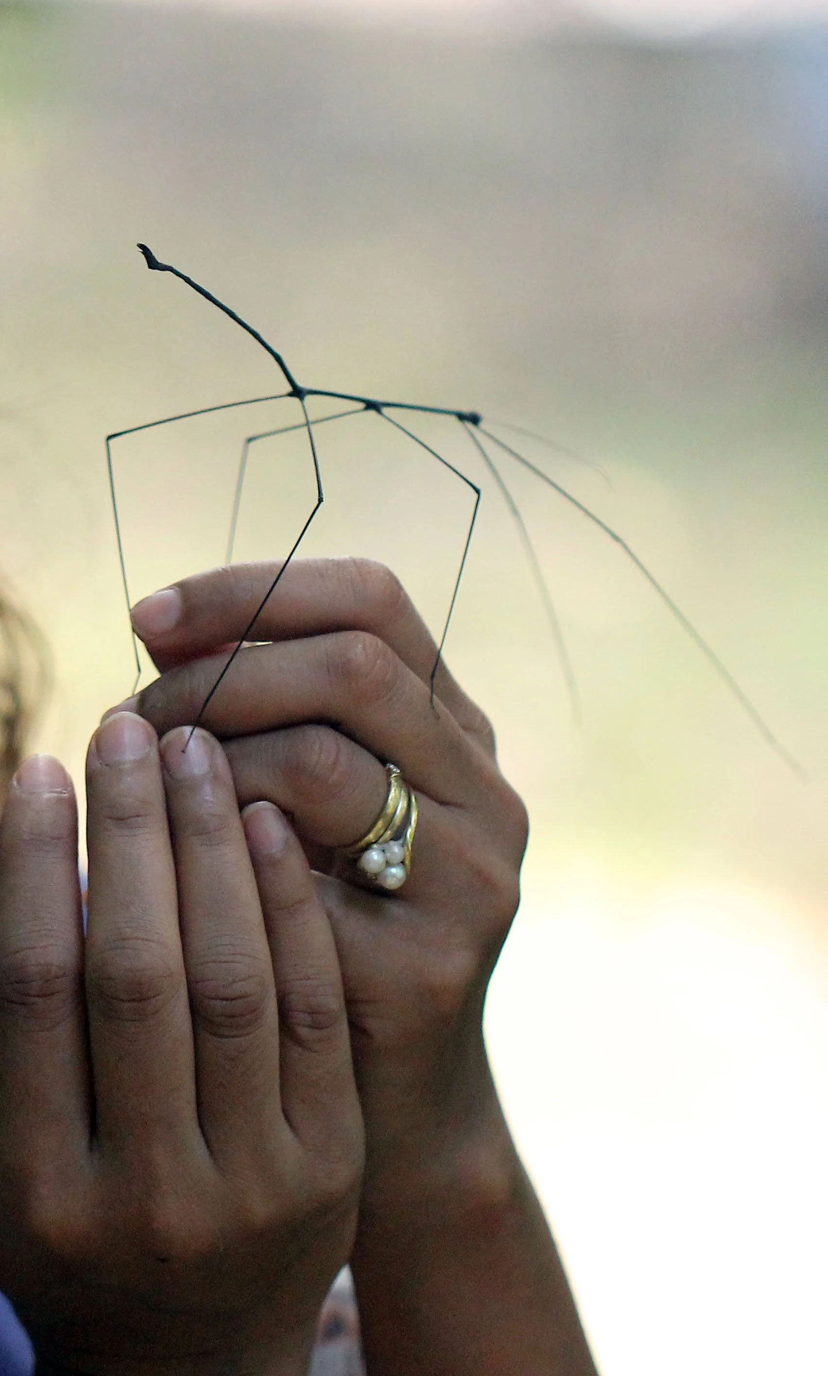 Order Phasmatodea - Walking Sticks — Coke Smith Wildlife