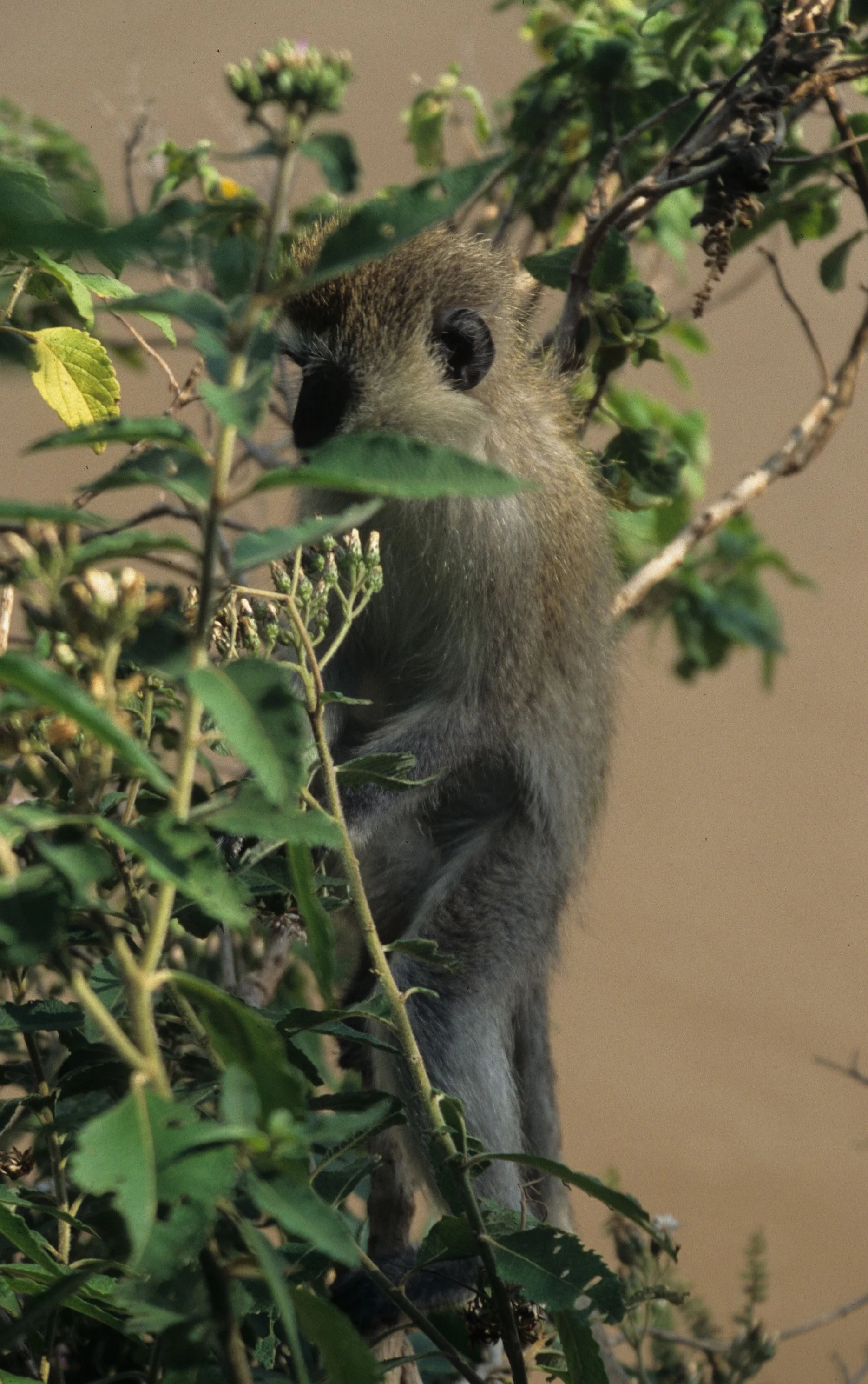 Chlorocebus pygerythrus Vervet Monkey — Coke Smith Wildlife