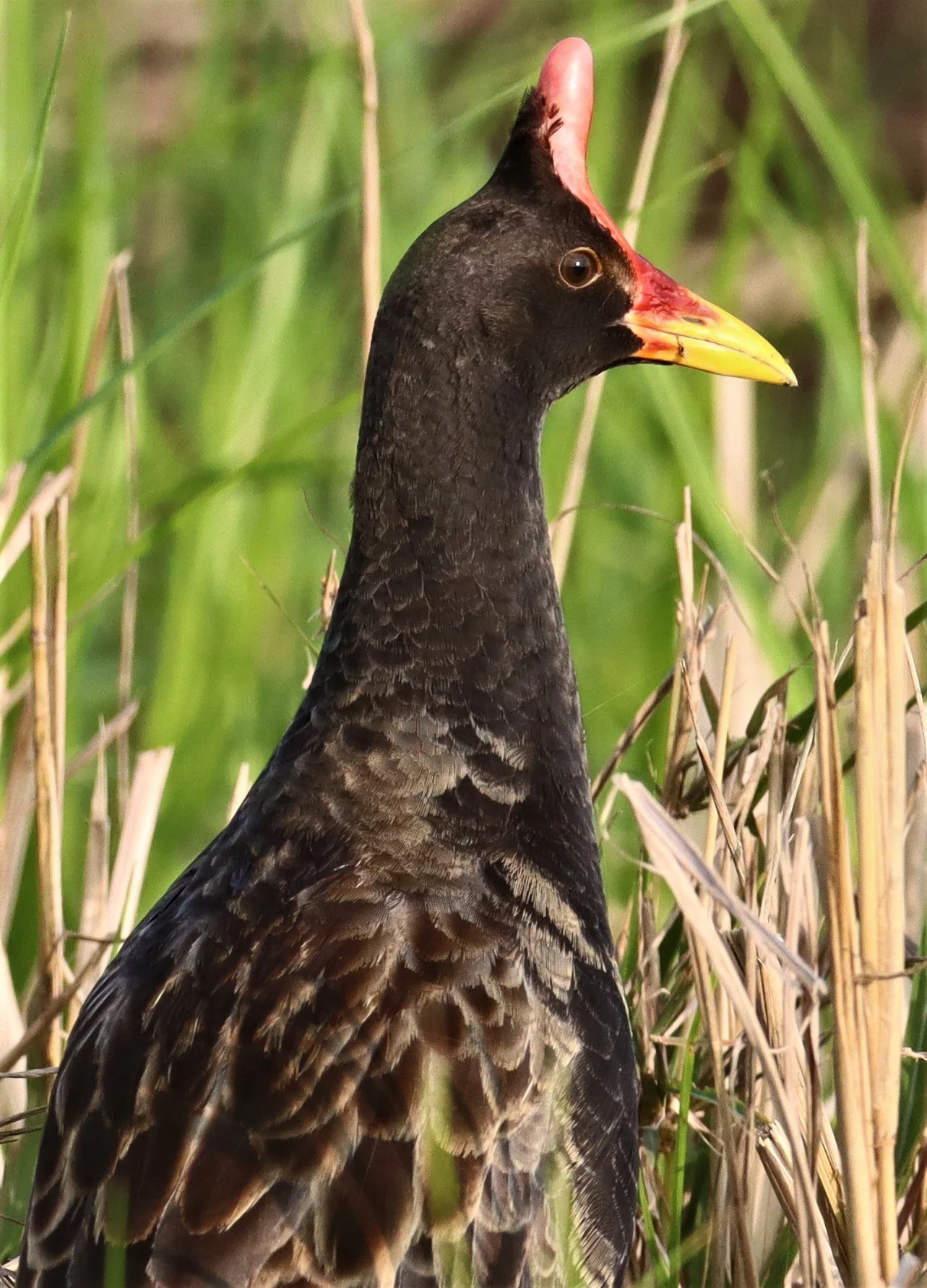 Watercock (Gallicrex cinerea) Thap Yao Rice Fields Lat Krabang Bangkok ...