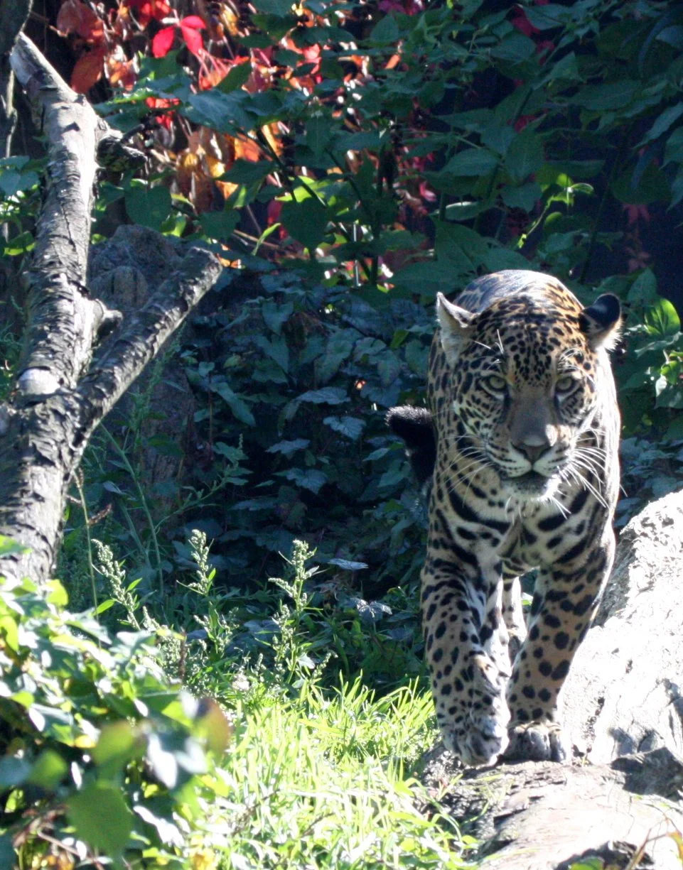 Panthera onca Jaguar — Coke Smith Wildlife