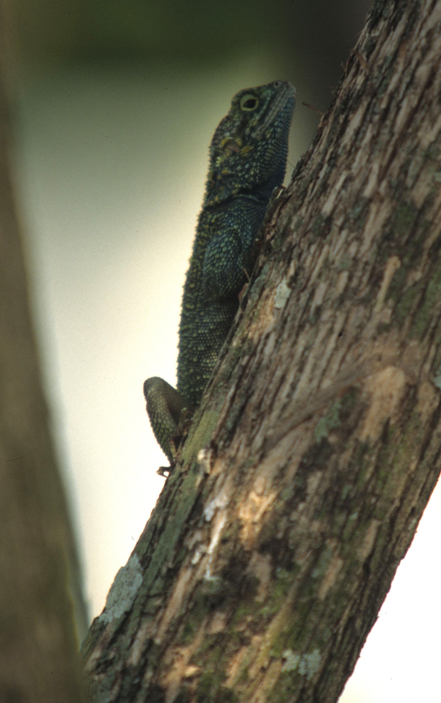 Subfamily Agaminae — Coke Smith Wildlife