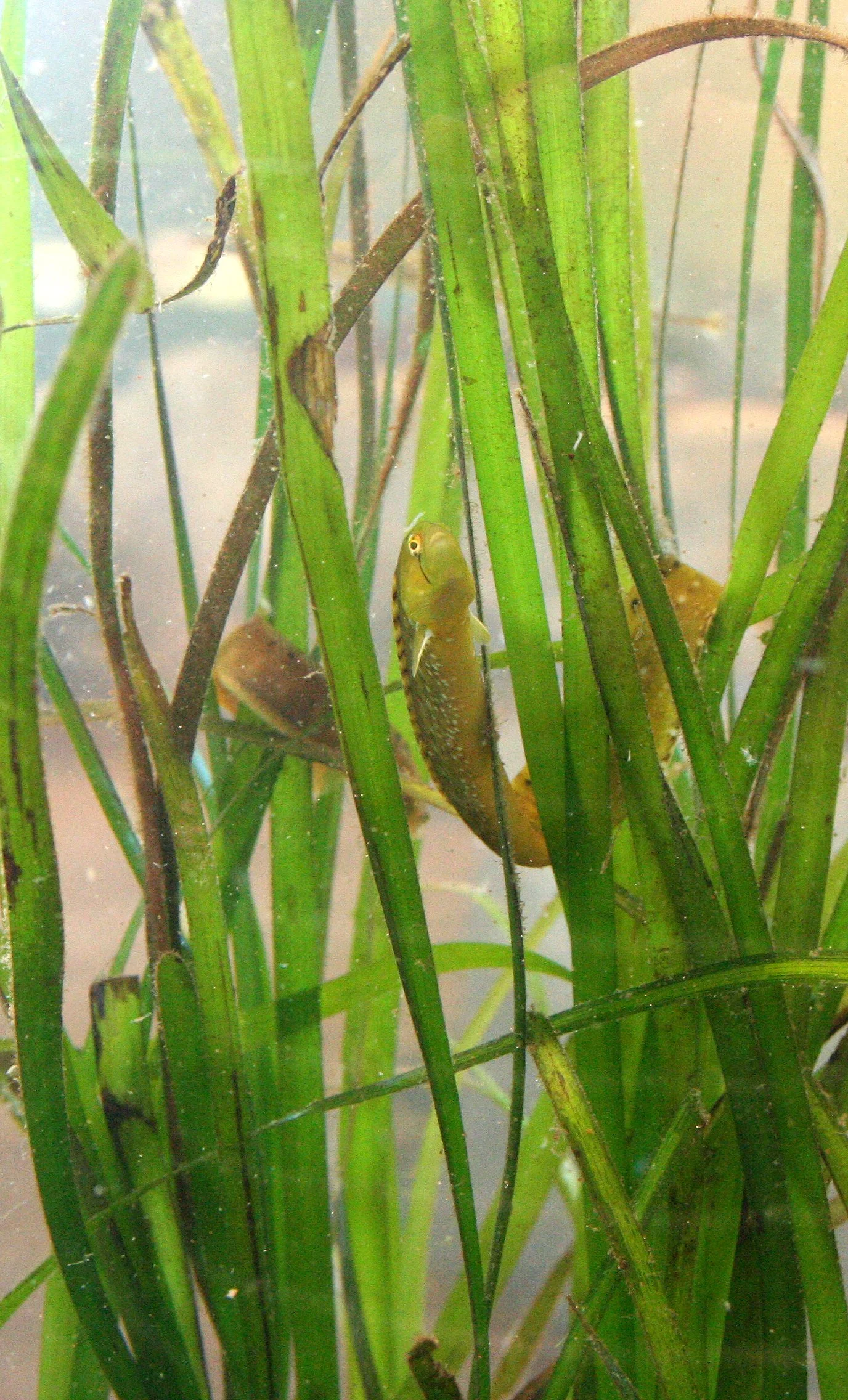 Family Pholidae - Gunnels — Coke Smith Wildlife