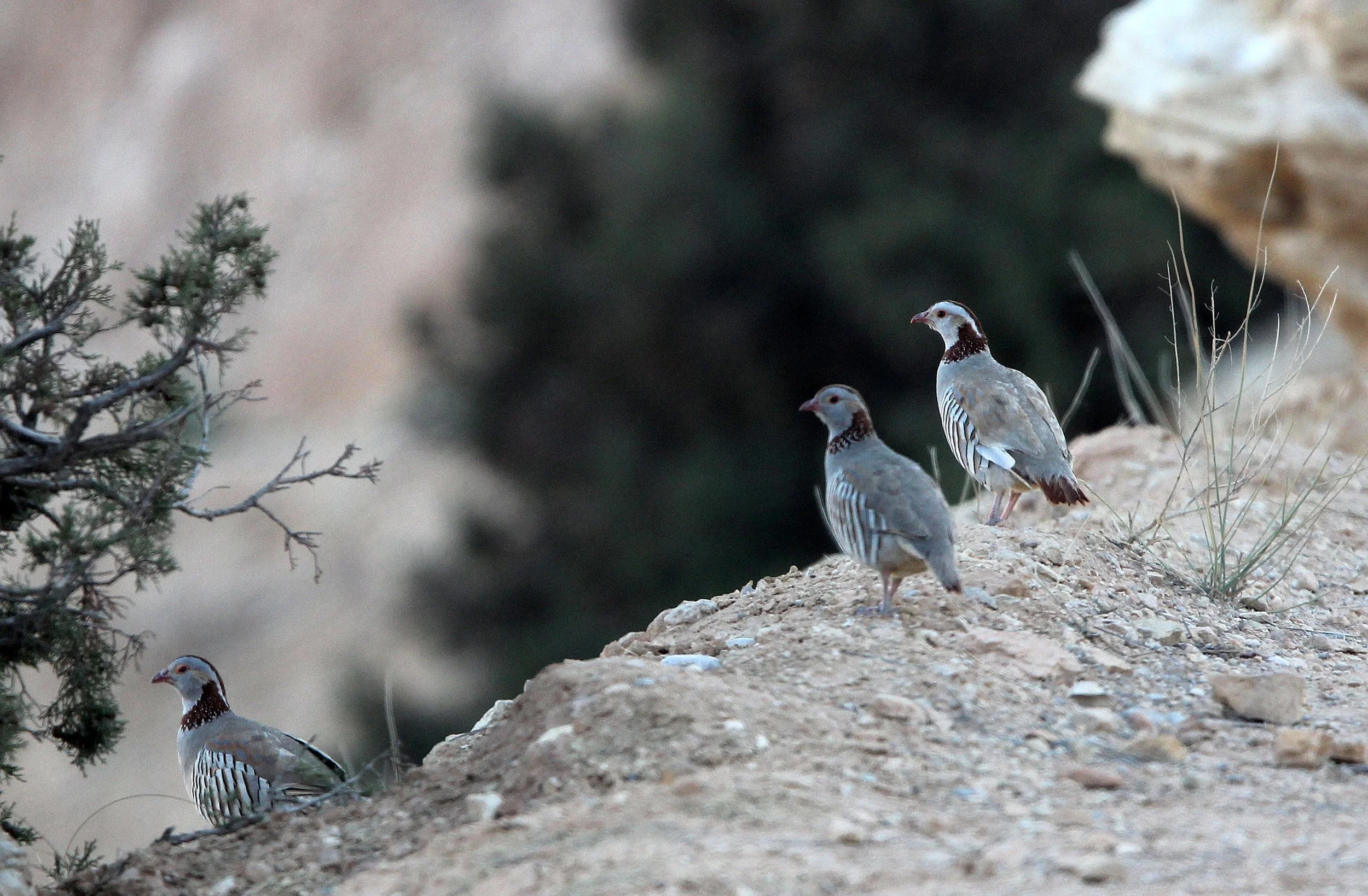 Genus Alectoris, Partridges — Coke Smith Wildlife