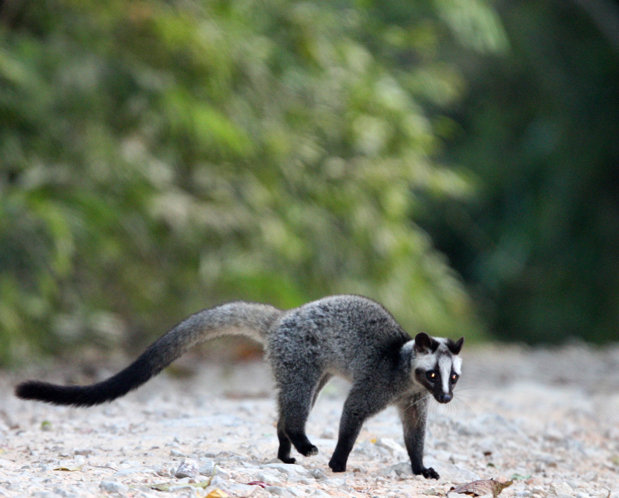 Paguma larvata - Masked Palm Civet — Coke Smith Wildlife