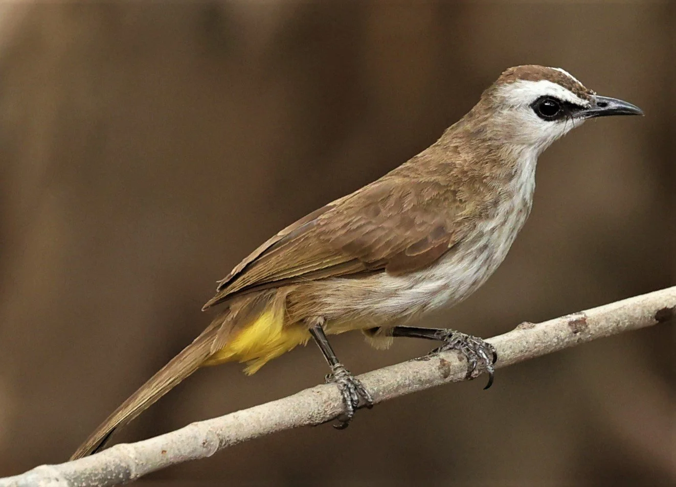 Yellow-vented Bulbul (Pycnonotus (goiavier) analis) Thailand — Coke ...