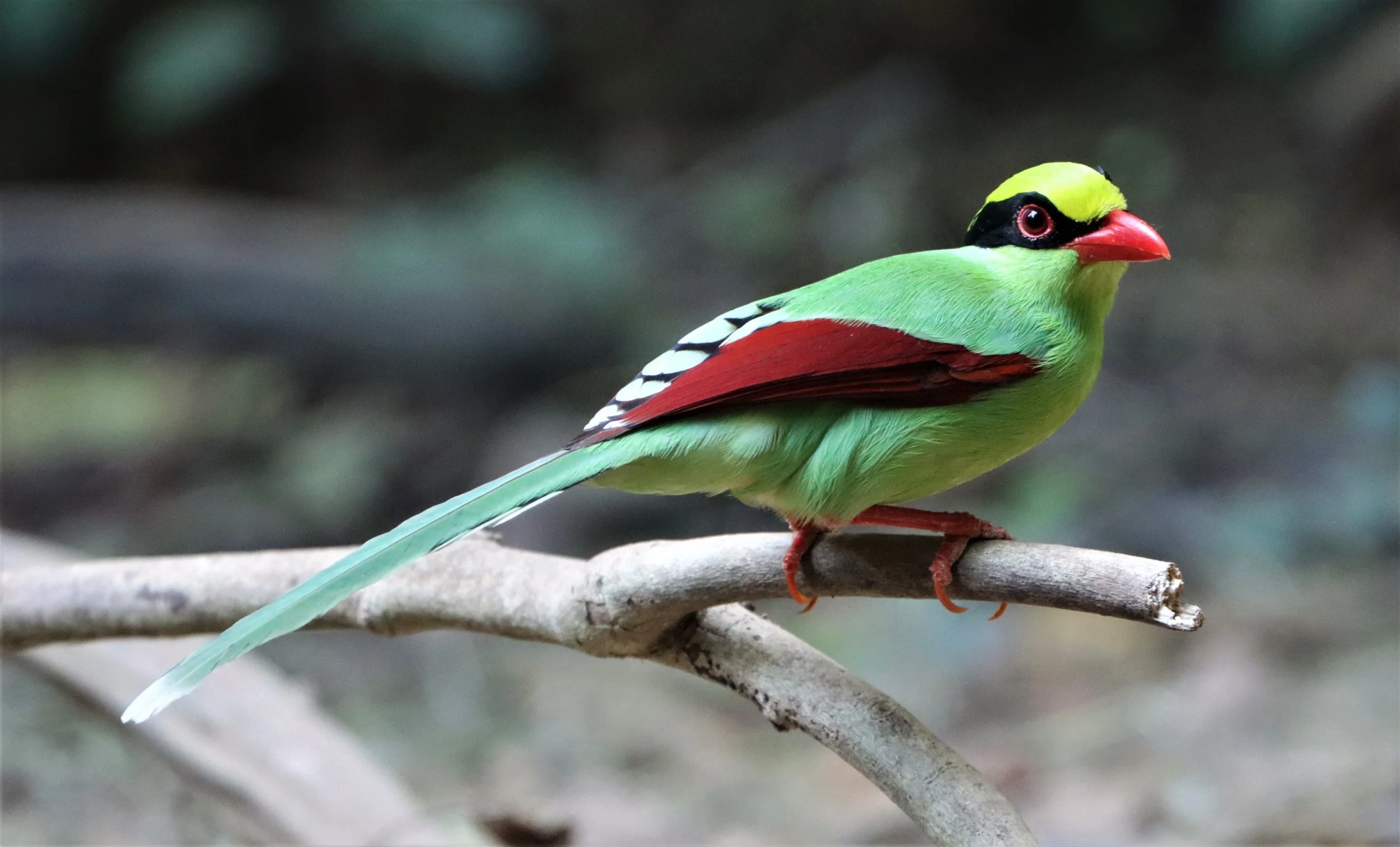 Common Green Magpie (Cissa chinensis) Thailand — Coke Smith Wildlife