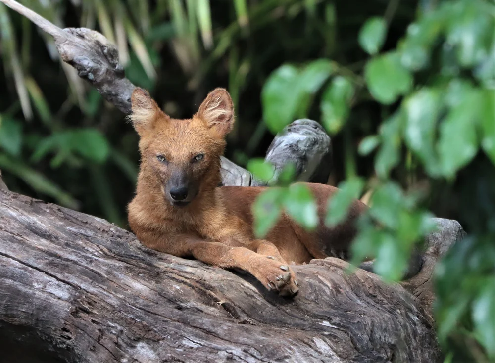 Cuon alpinus Dhole — Coke Smith Wildlife