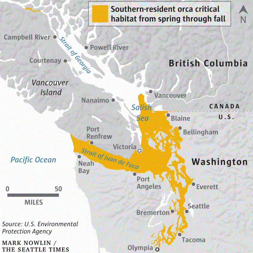 Orcinus orca Killer Whale — Coke Smith Wildlife