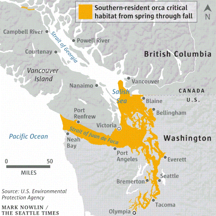 Orcinus orca Killer Whale — Coke Smith Wildlife