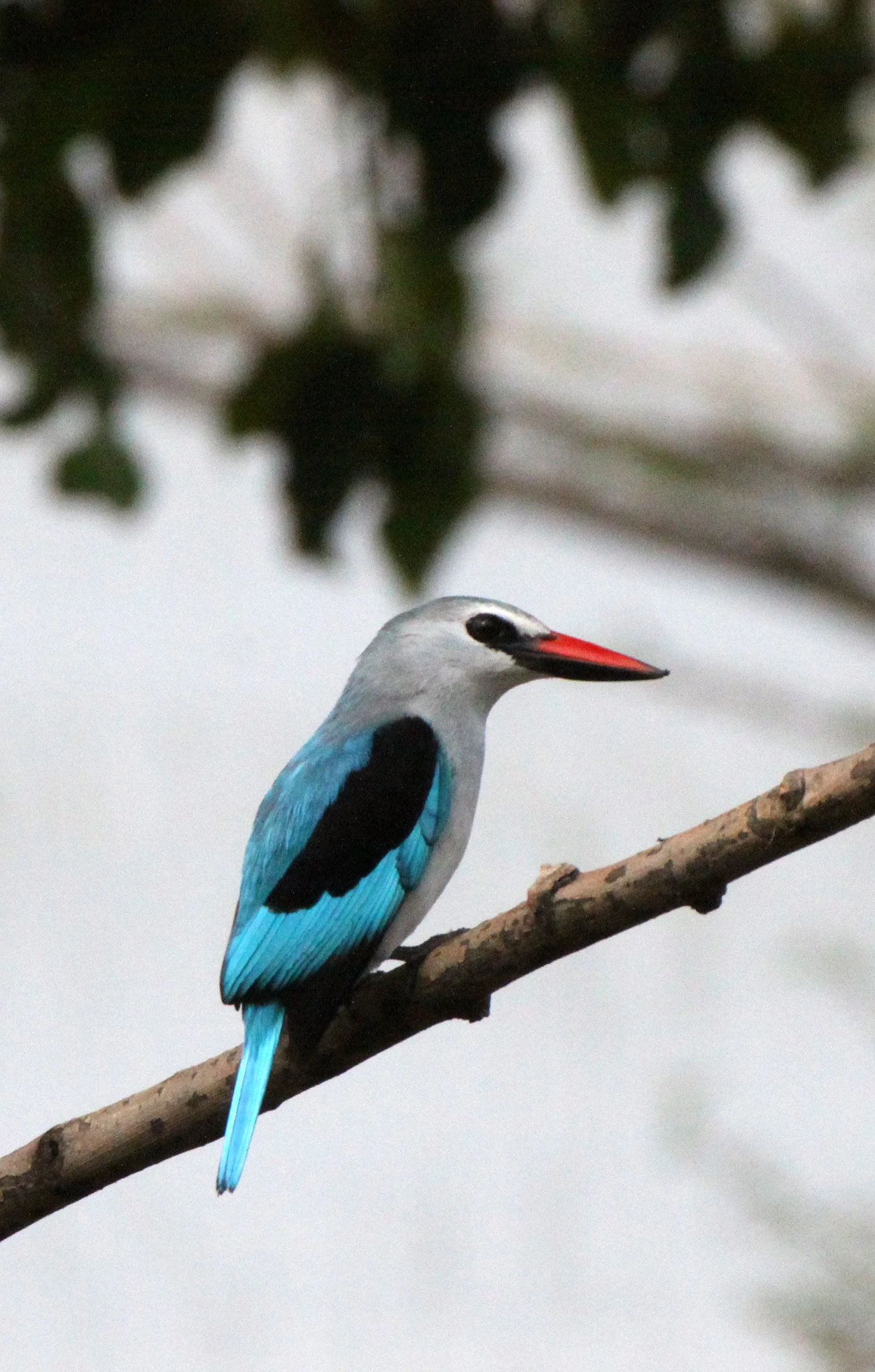 Woodland Kingfisher (Halcyon senegalensis) — Coke Smith Wildlife