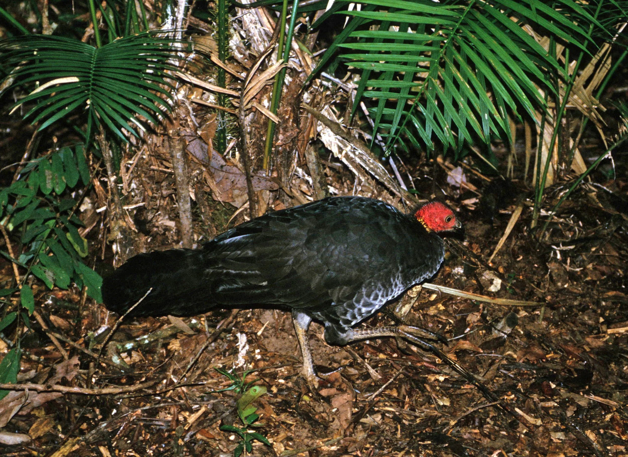 Family Megapodiidae — Coke Smith Wildlife