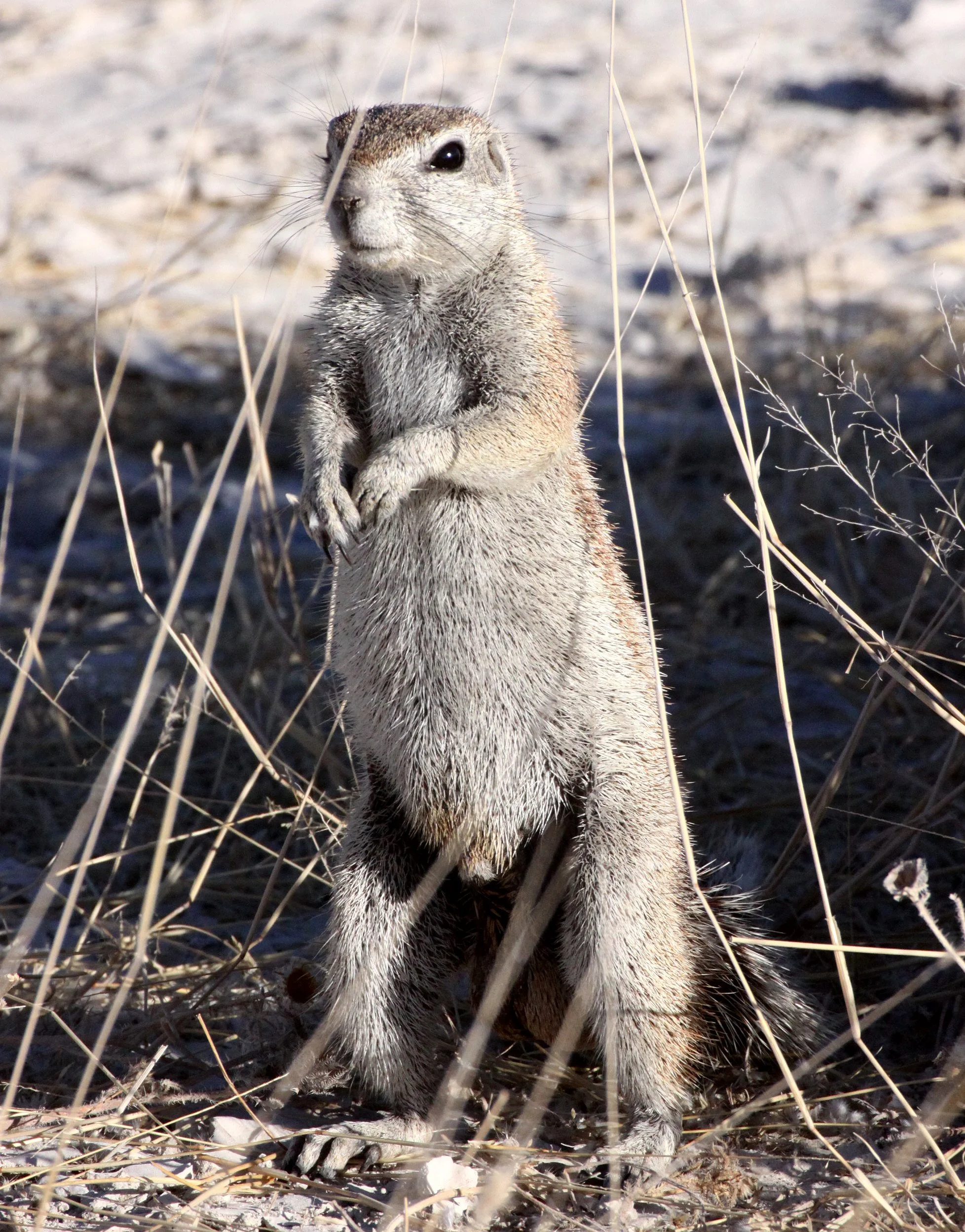 Genus Xerus, Euxerus, Geosciurus - African Ground Squirrels — Coke ...