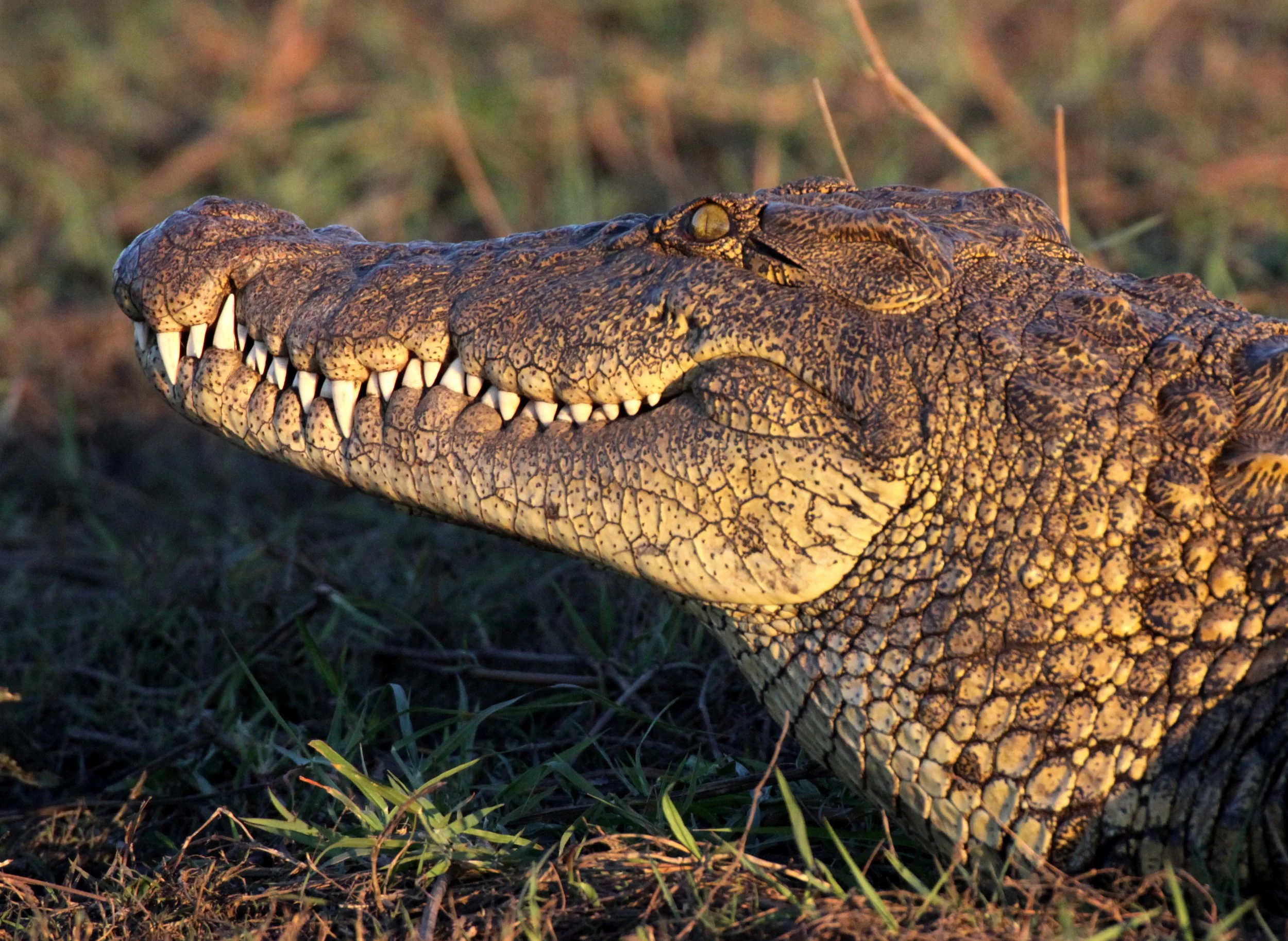 Crocodile Species — Coke Smith Wildlife