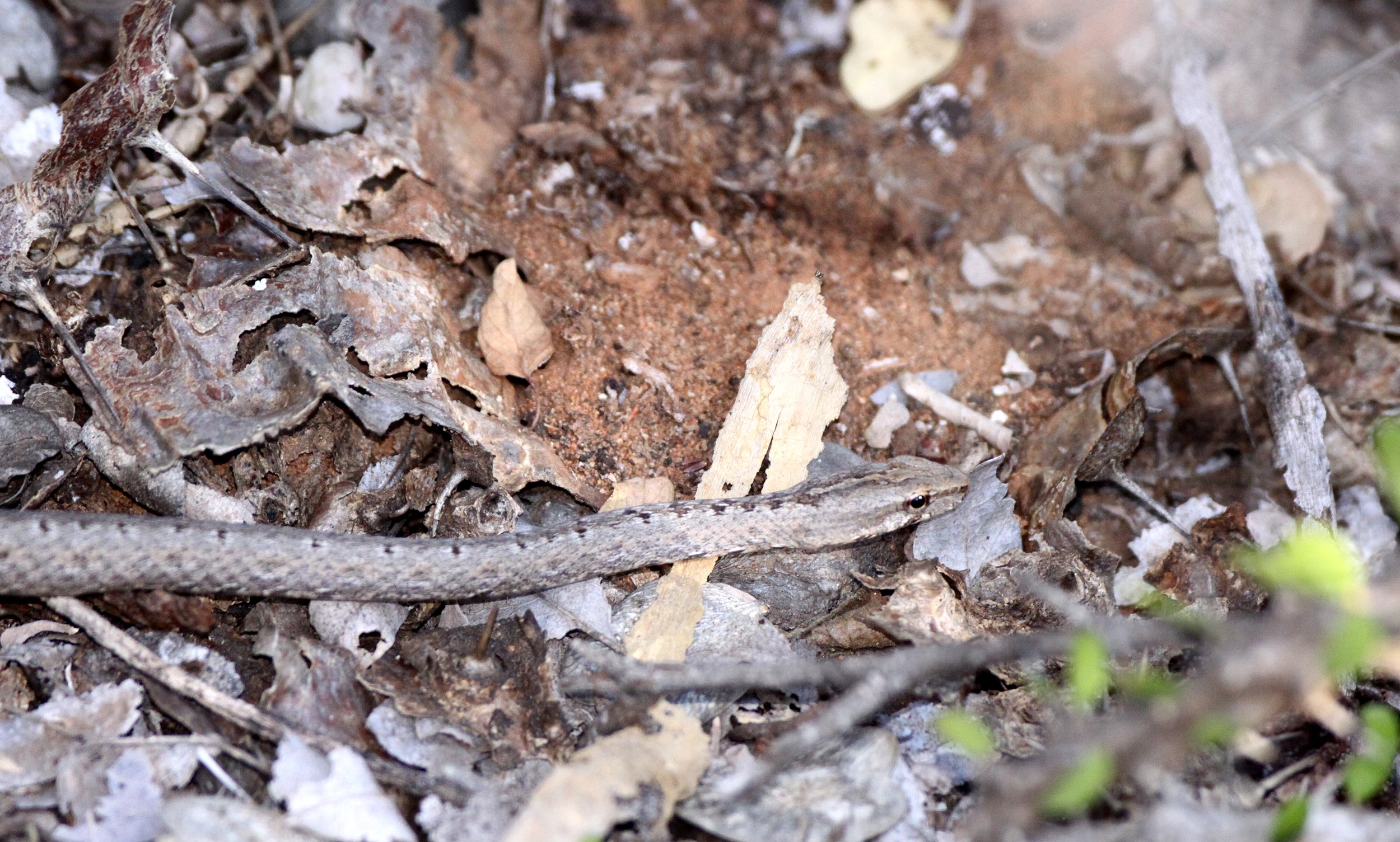 Family Psammophiidae - Mimophis — Coke Smith Wildlife