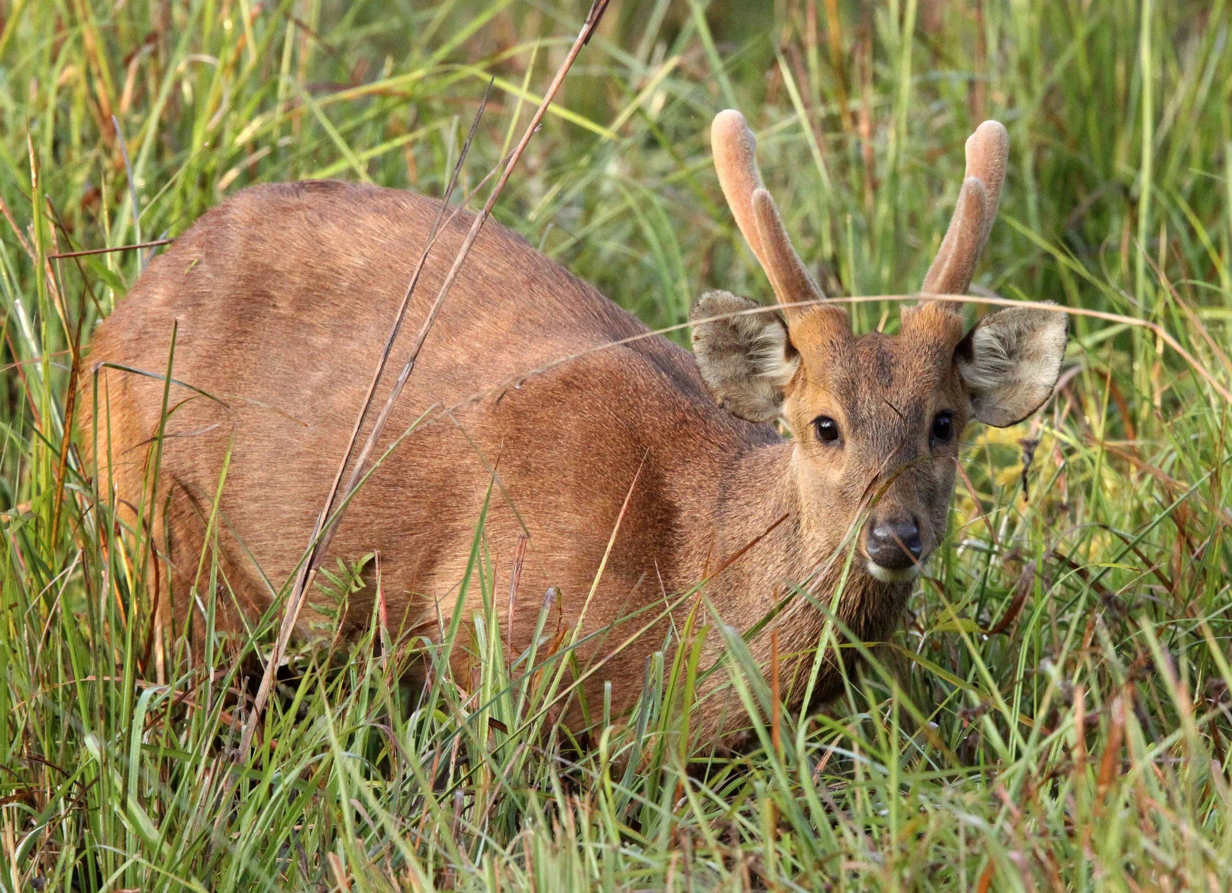 Family Cervidae the Deer — Coke Smith Wildlife