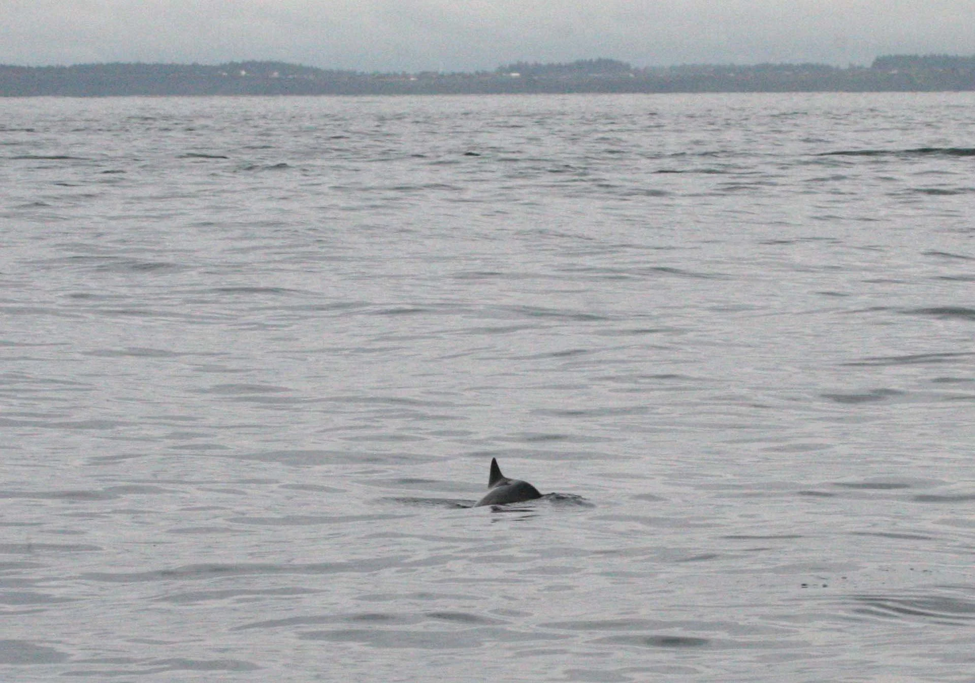 Phocoenoides dalli dalli Dall's Porpoise — Coke Smith Wildlife