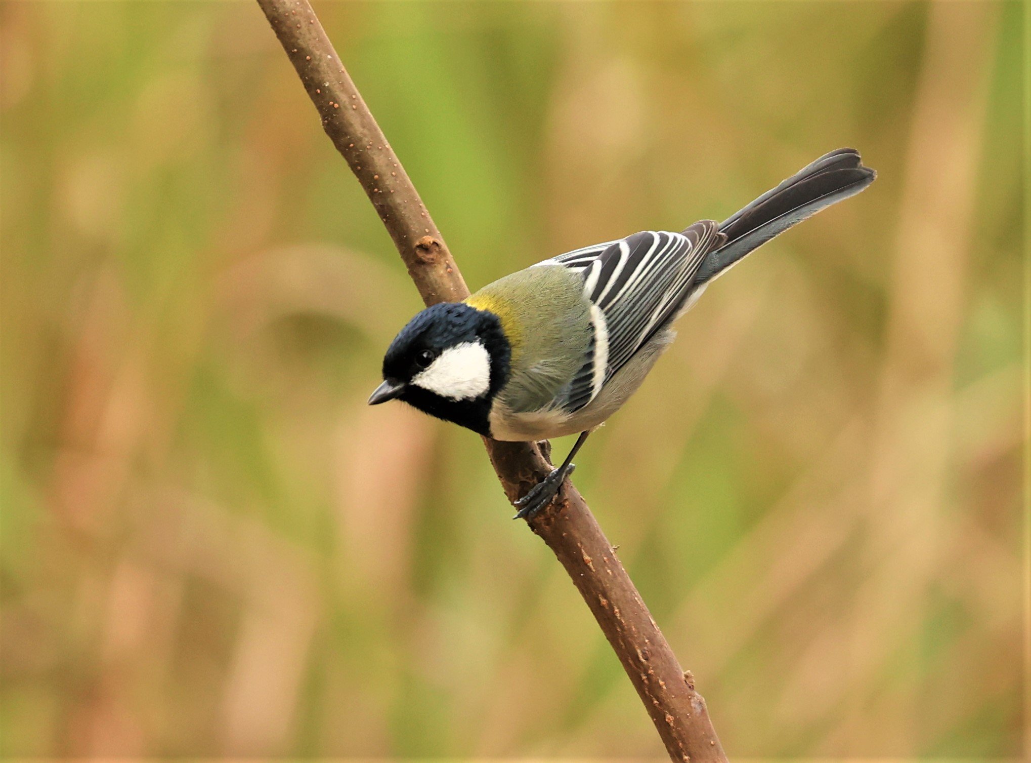 Genus Parus Tits — Coke Smith Wildlife