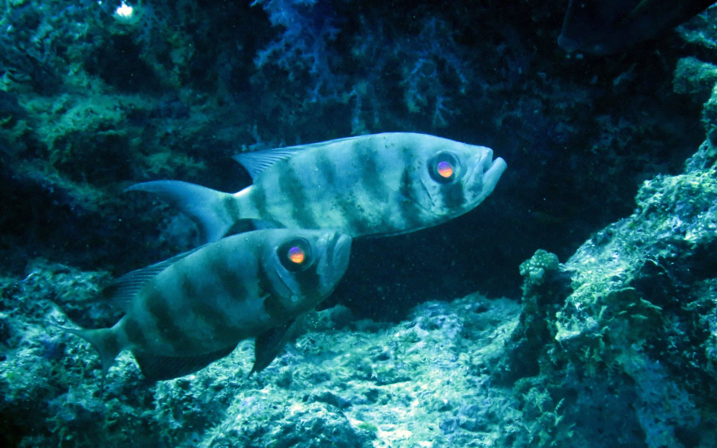 Family Priacanthidae - Bigeyes — Coke Smith Wildlife